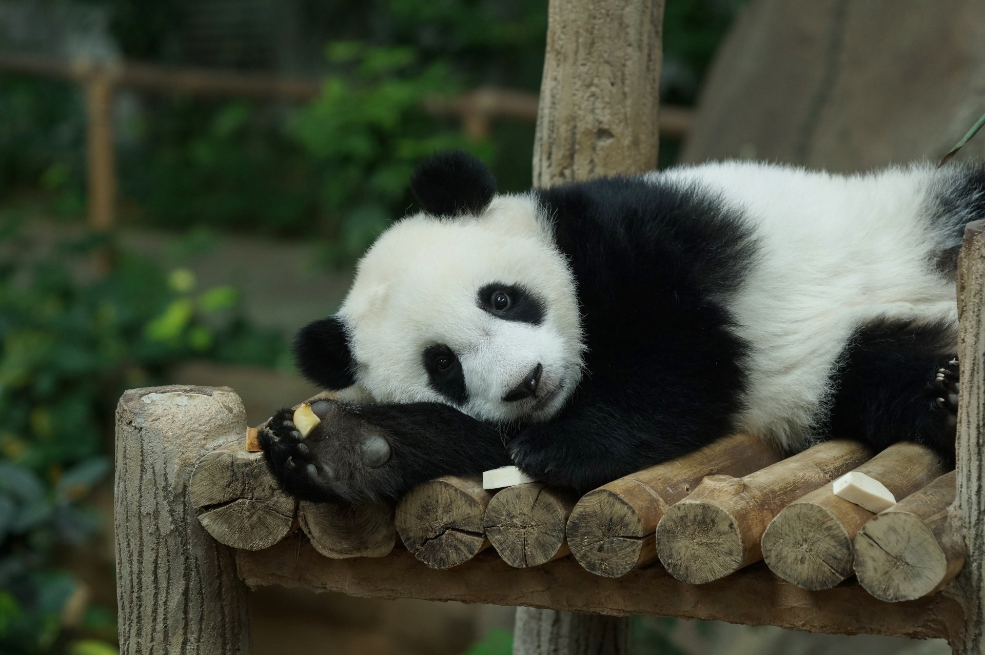 Download Animal Panda HD Wallpaper | 3008x2000 | Wallpaper Abyss