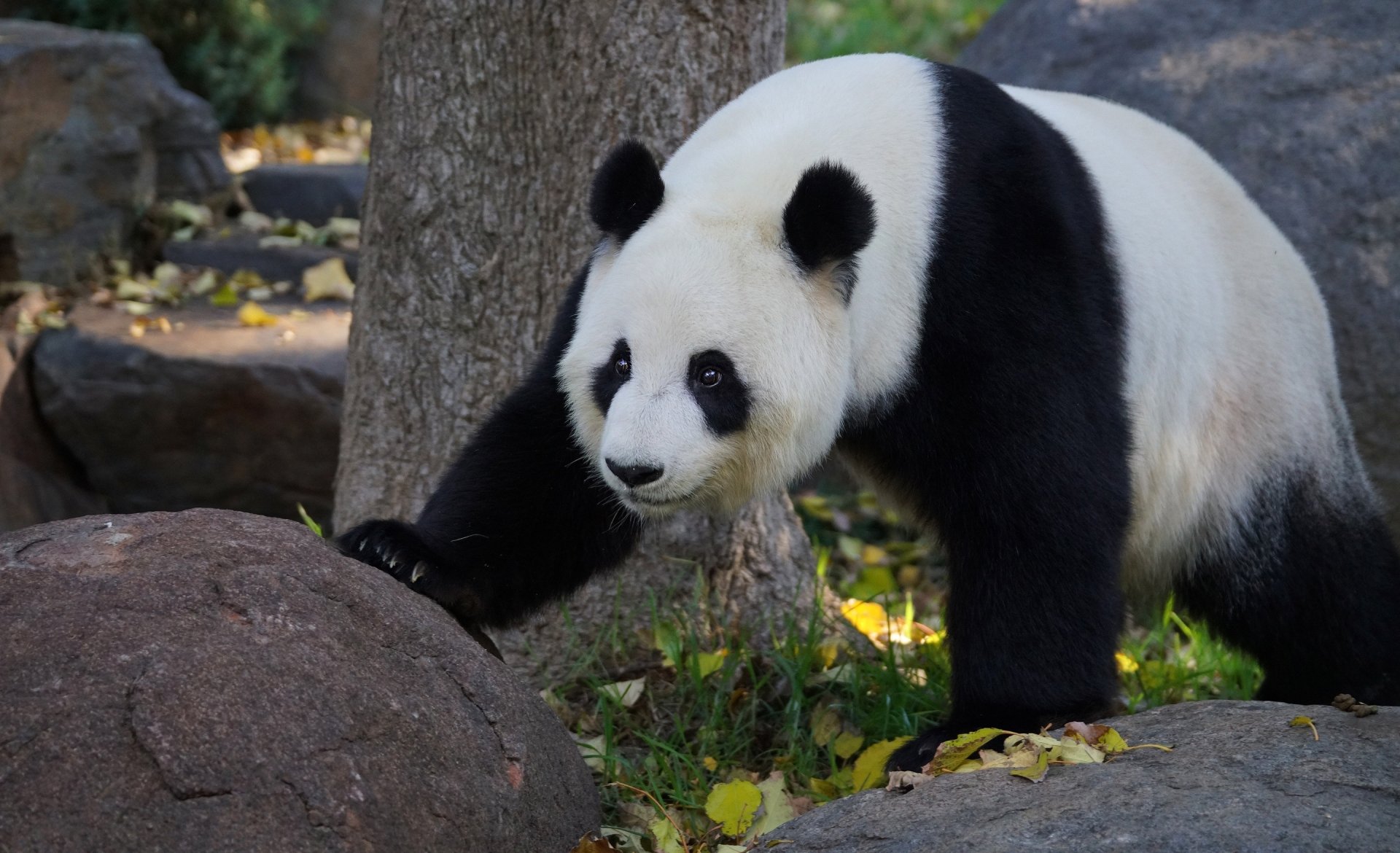 Download Animal Panda HD Wallpaper | 2880x1755 | Wallpaper Abyss