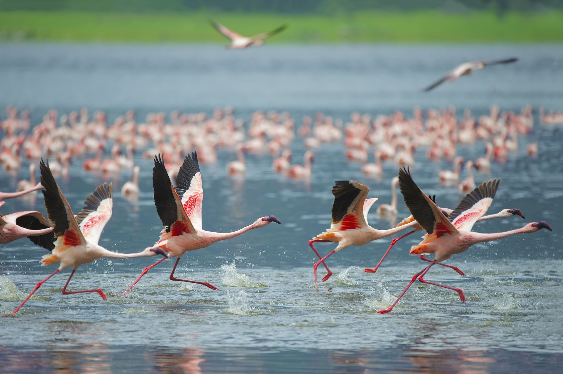 Download Flock Of Birds Bird Flight Animal Flamingo HD Wallpaper