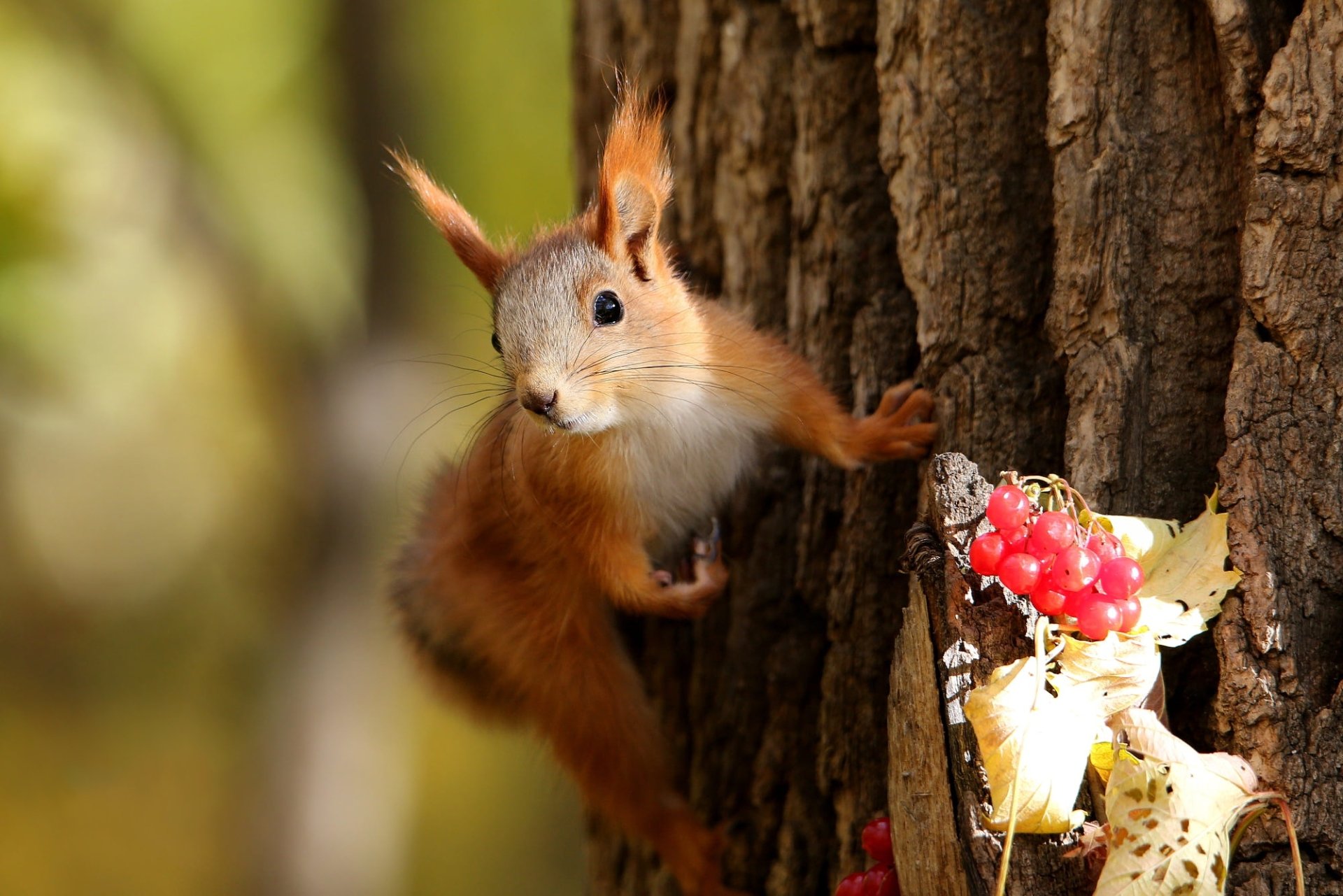 Download Rodent Animal Squirrel HD Wallpaper