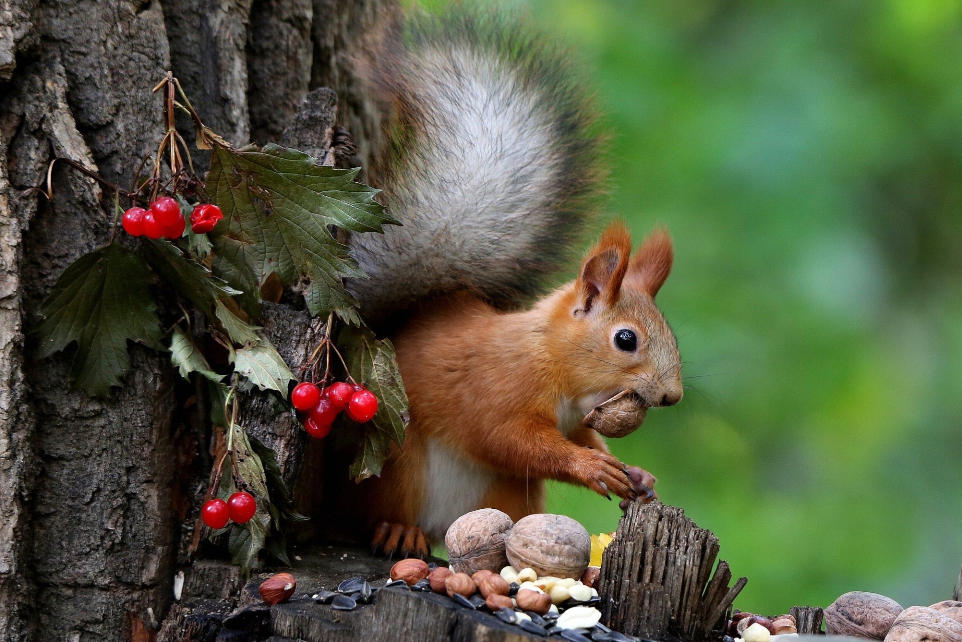 Squirrel Wallpaper 817562