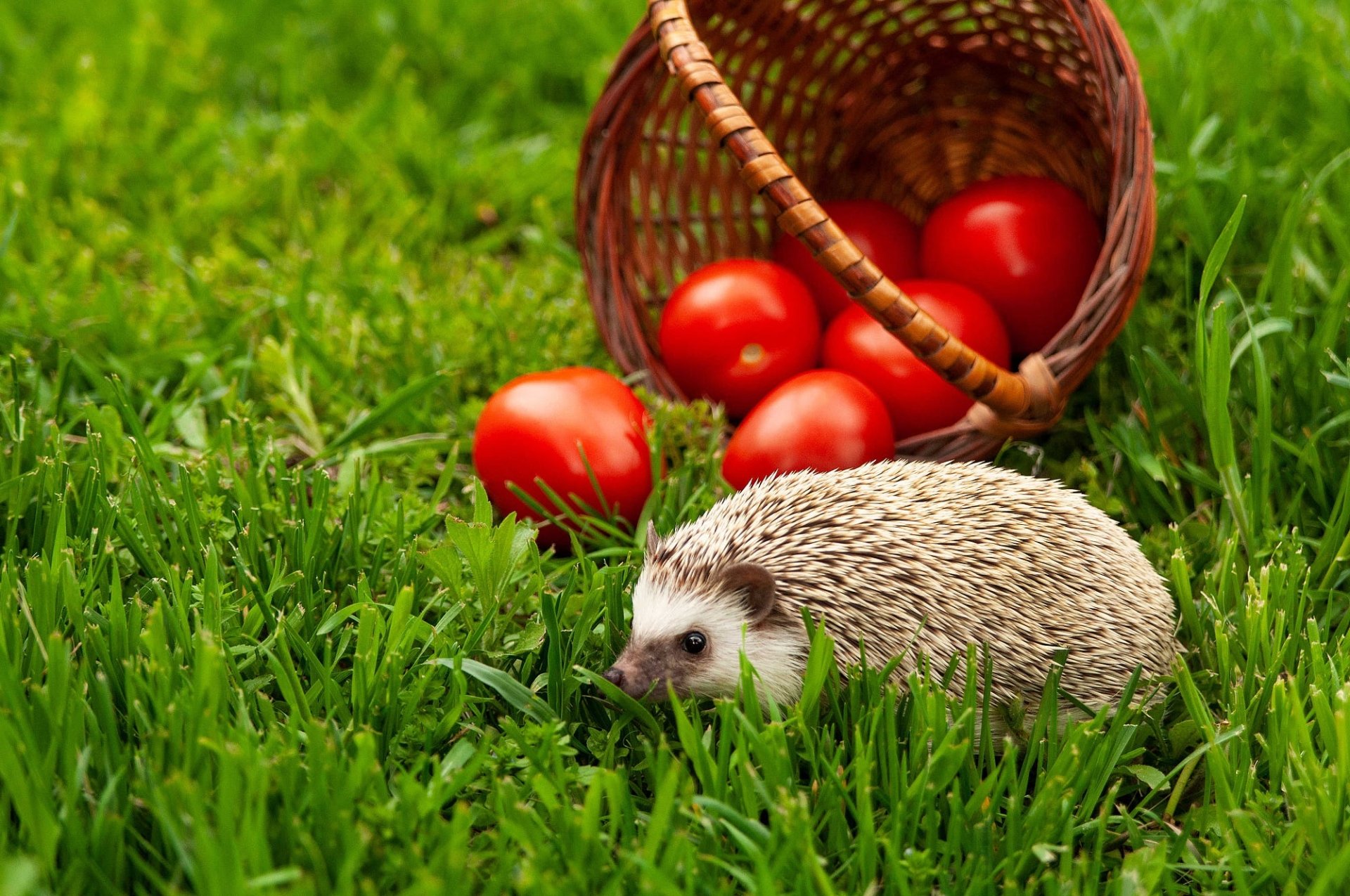 Hedgehog HD Wallpaper