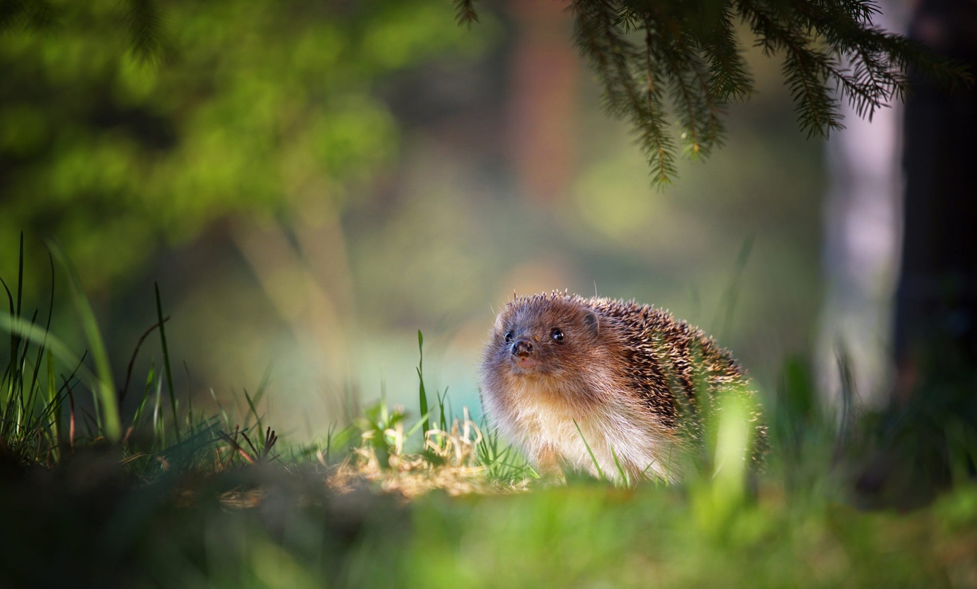 Hedgehog HD Wallpaper