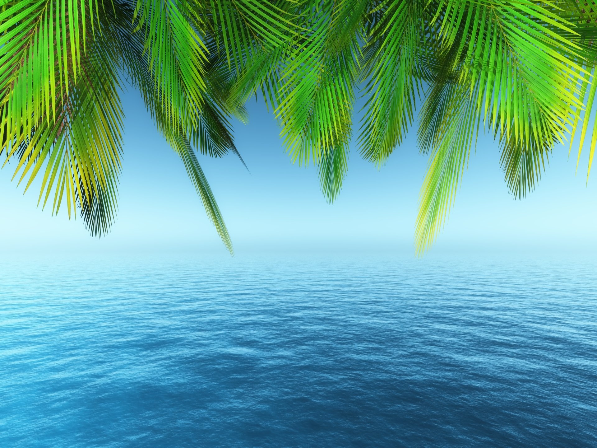 Download Nature Palm Tree 4k Ultra HD Wallpaper