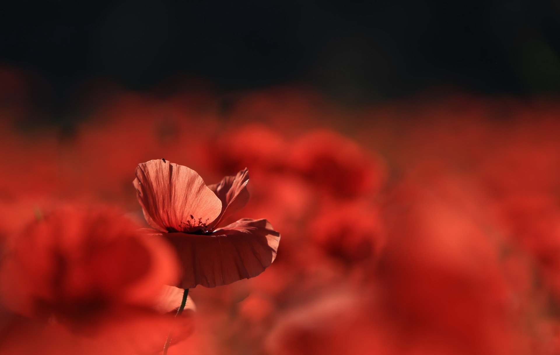 Download Blur Red Flower Flower Summer Nature Poppy HD Wallpaper