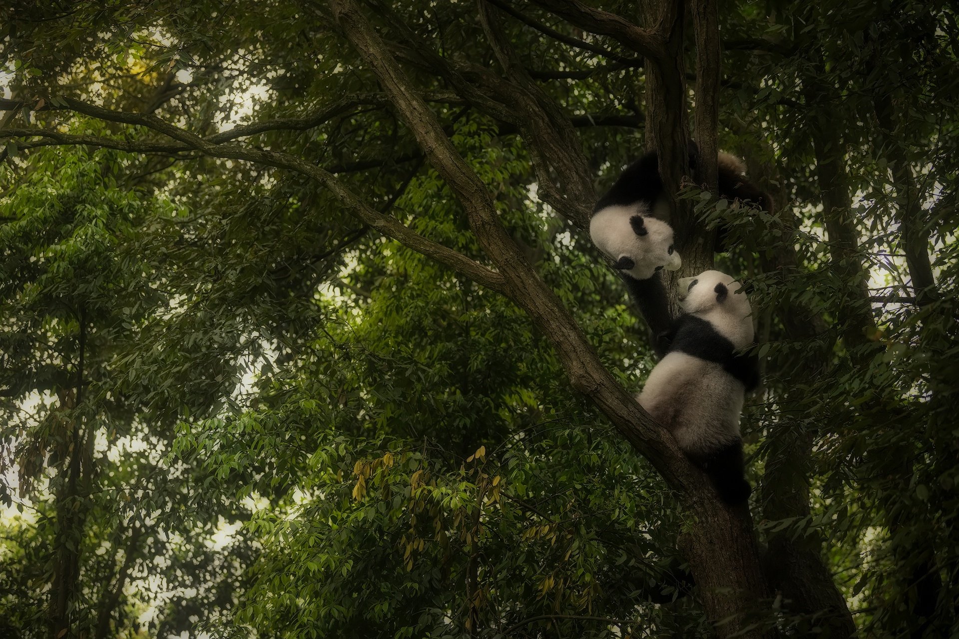 Download Animal Panda HD Wallpaper