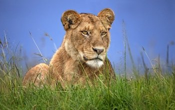 Lion Pfp