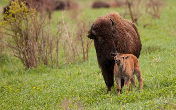 [10+] American Bison 4k Wallpapers