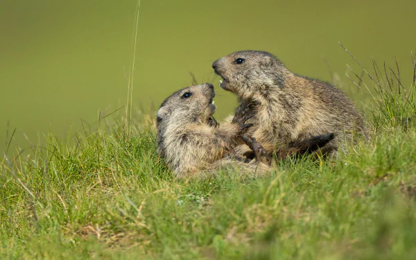 Groundhog Wallpapers