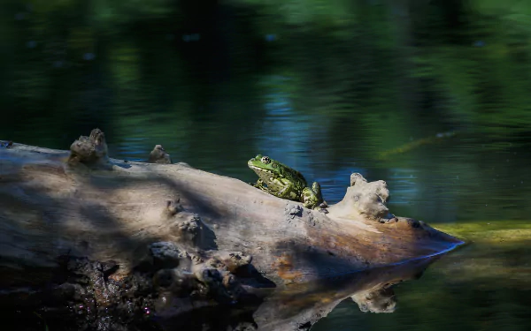 [100+] Frog 4k Wallpapers