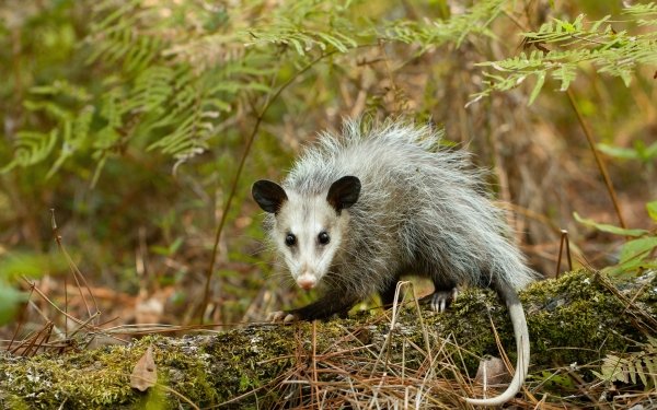 Opossum HD Wallpaper | Background Image | 2560x1600
