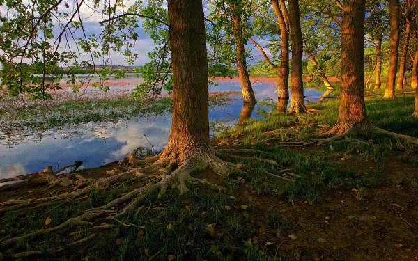 Tree Root Wallpapers