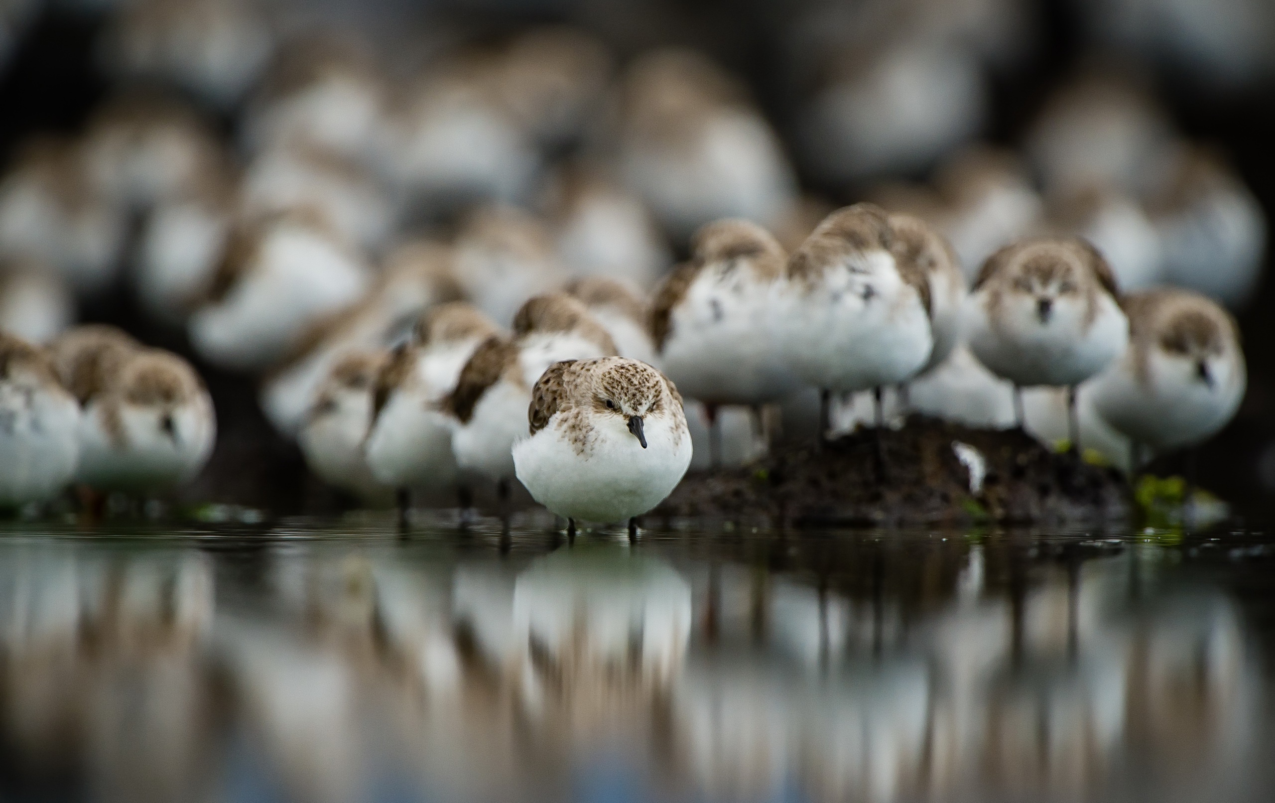 Sandpiper HD Wallpaper