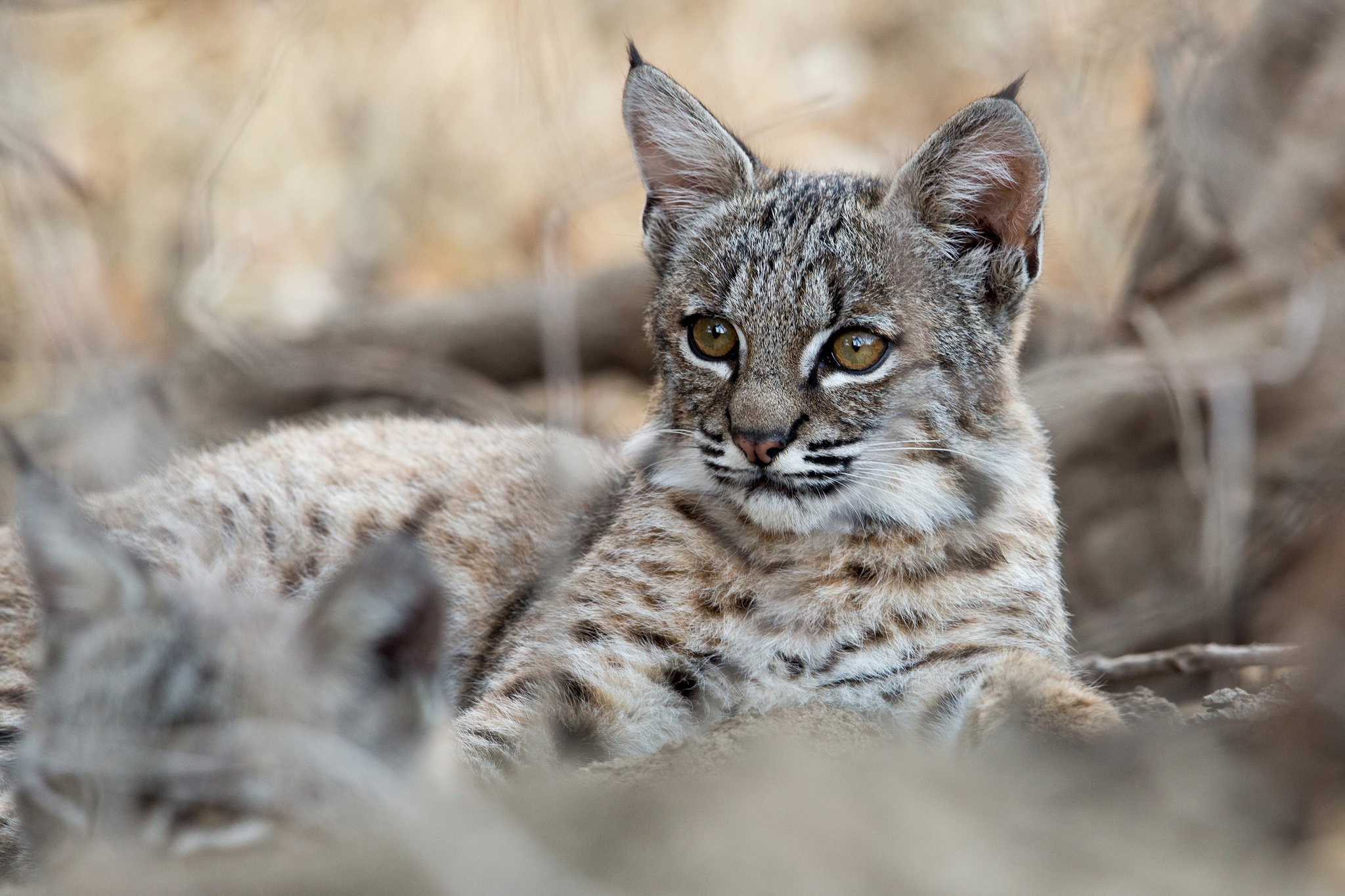 Download Baby Animal Cub Animal Lynx HD Wallpaper