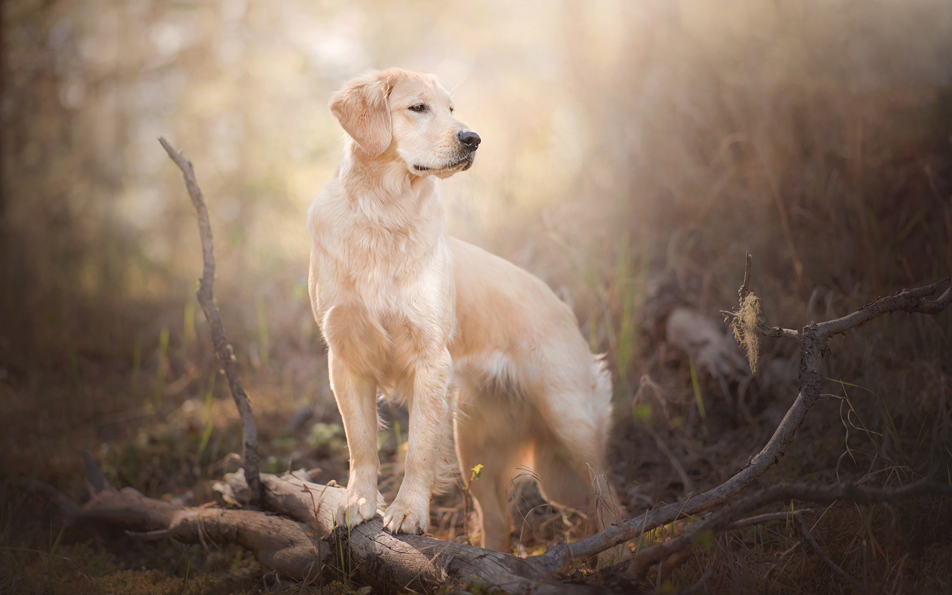 Download Dog Animal Golden Retriever HD Wallpaper