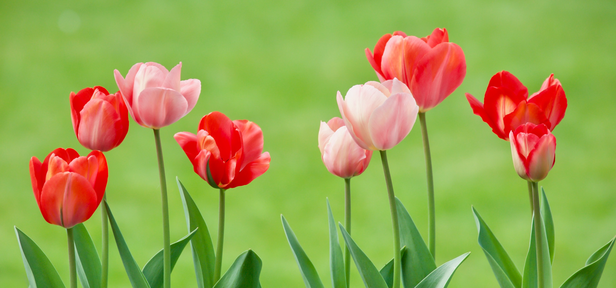 Beautiful Tulip Widescreen Wallpaper Free Stock Photo Of Flowers