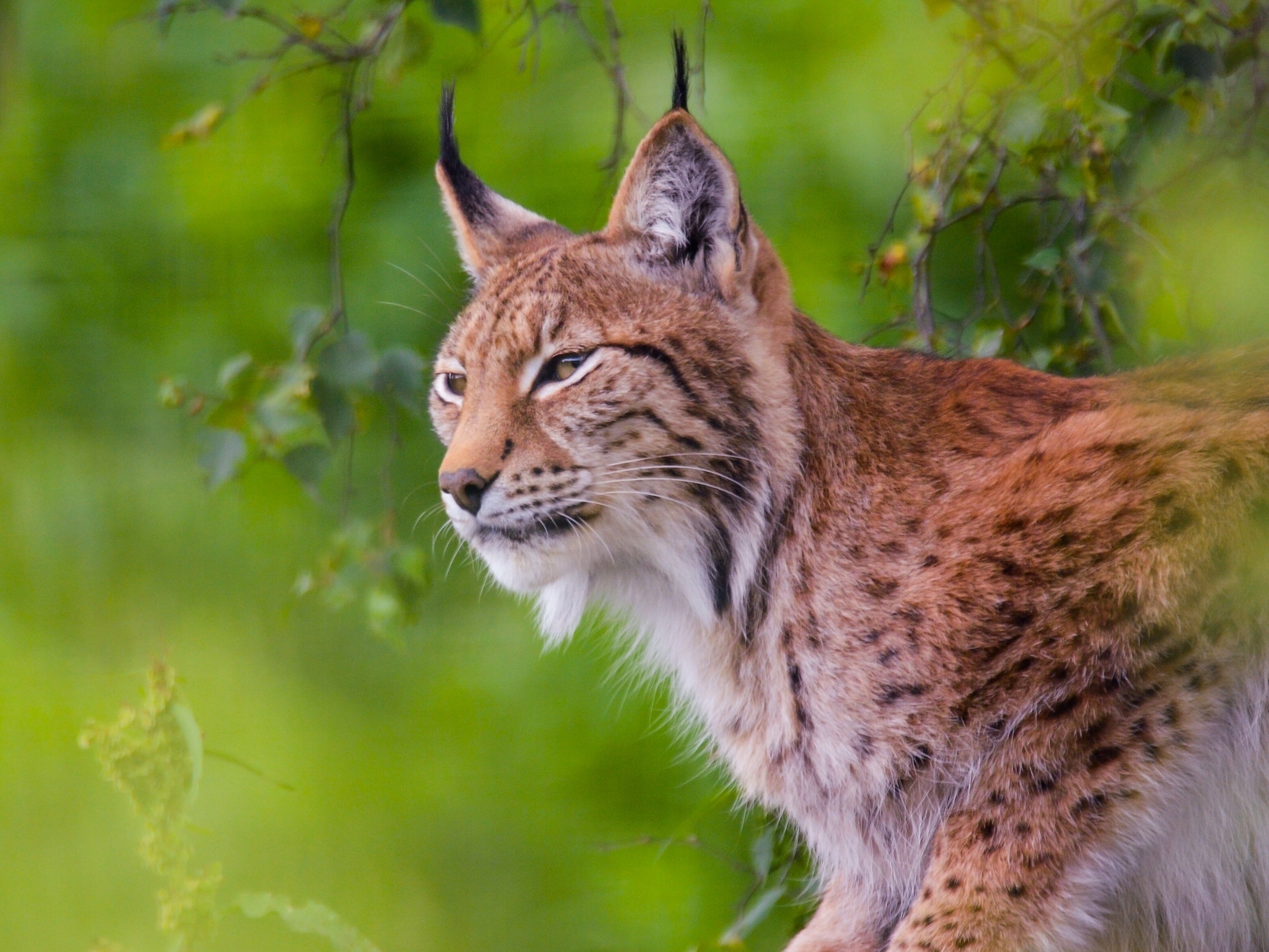 Download Animal Lynx HD Wallpaper