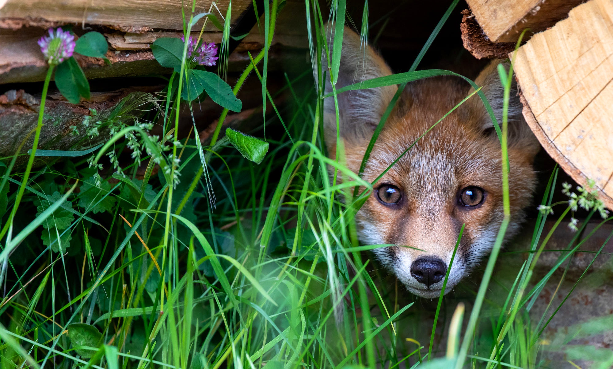 Download Stare Animal Fox HD Wallpaper