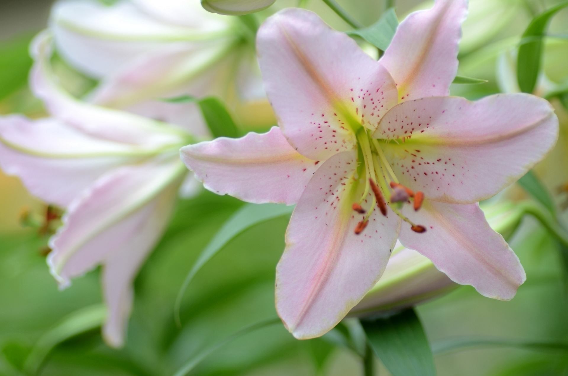 Download Flower Petal Macro Nature Lily HD Wallpaper