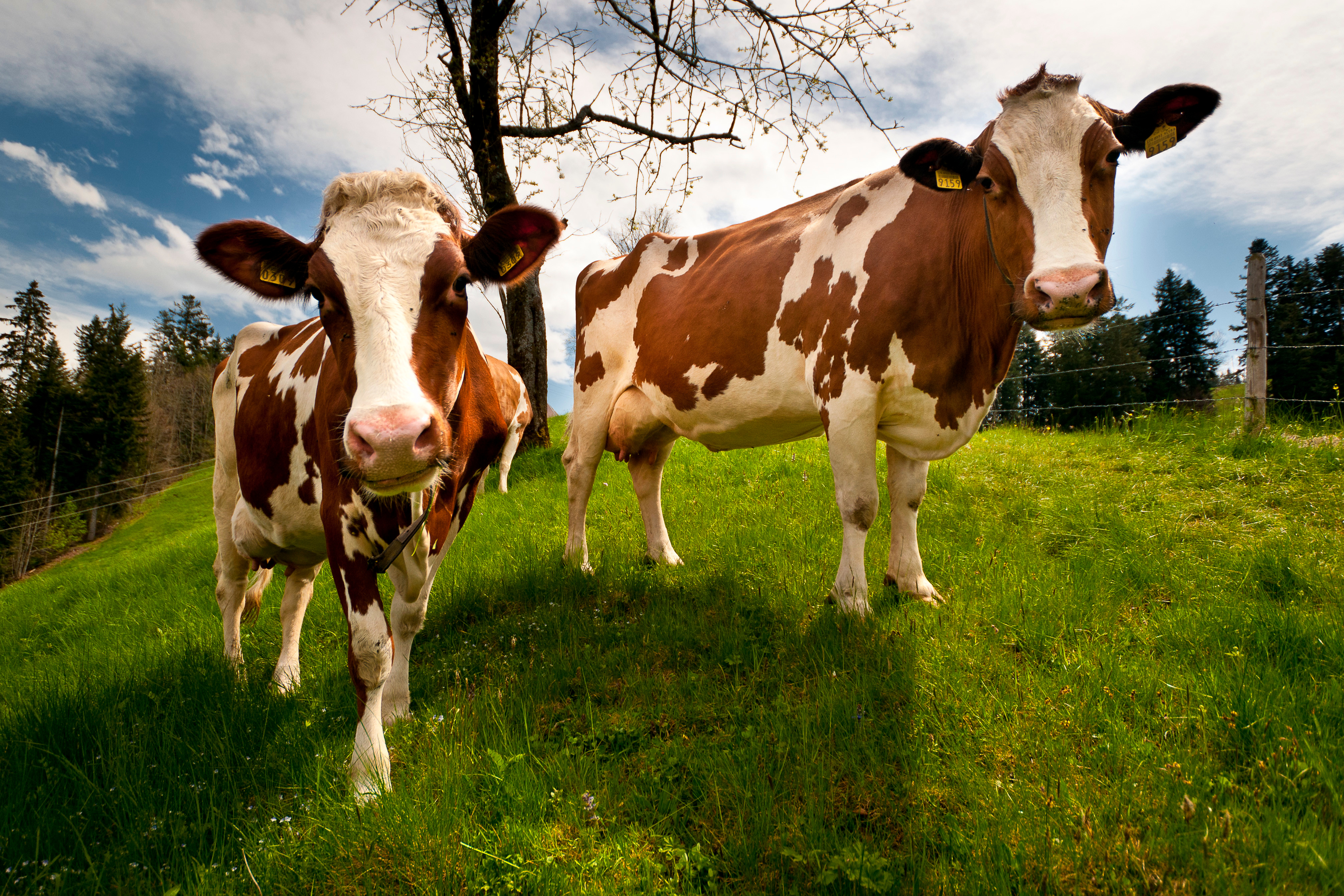 Cow 4k Ultra HD Wallpaper | Background Image | 4024x2682 | ID:1109121 ...