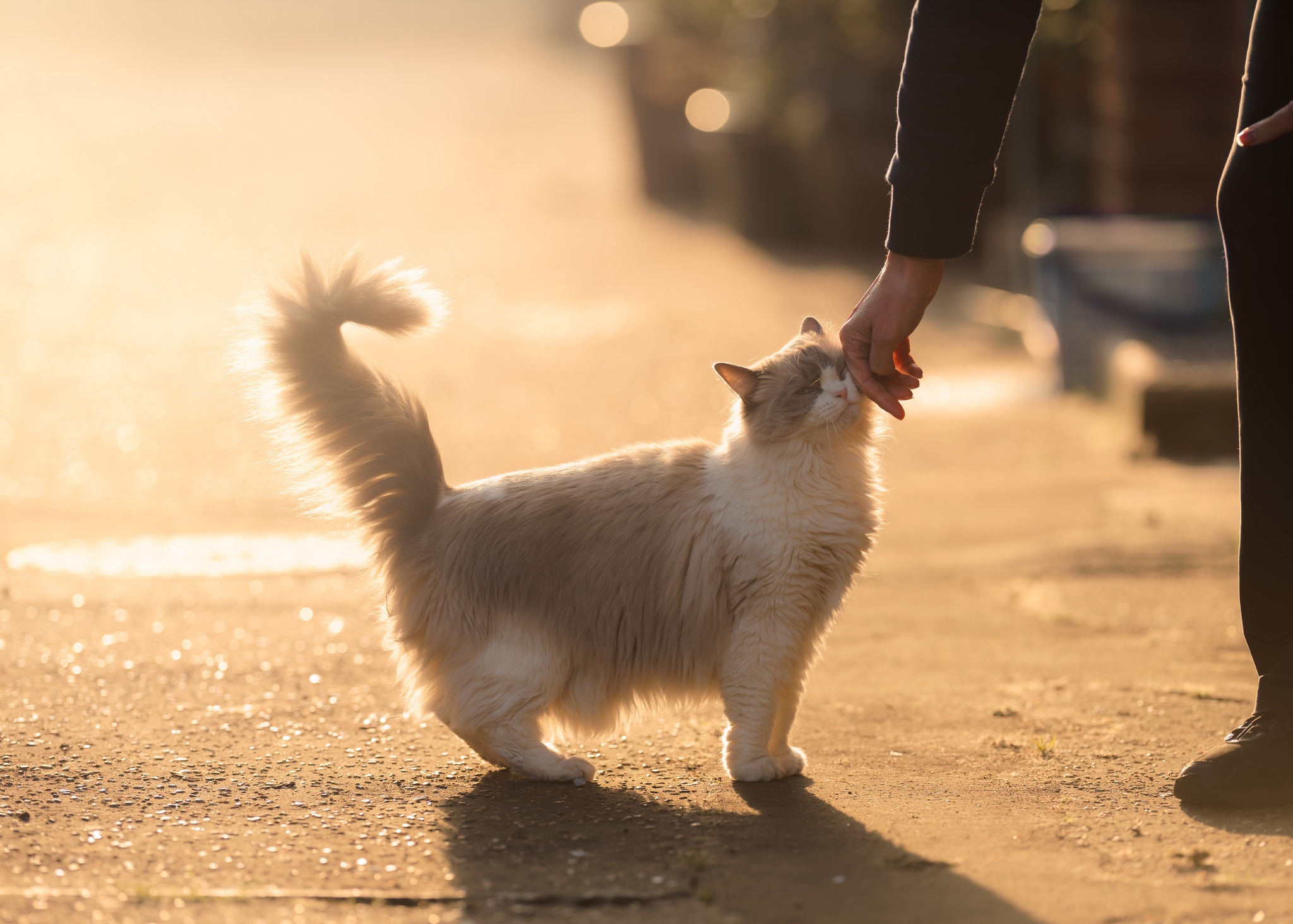 Download Ragdoll Hand Animal Cat HD Wallpaper