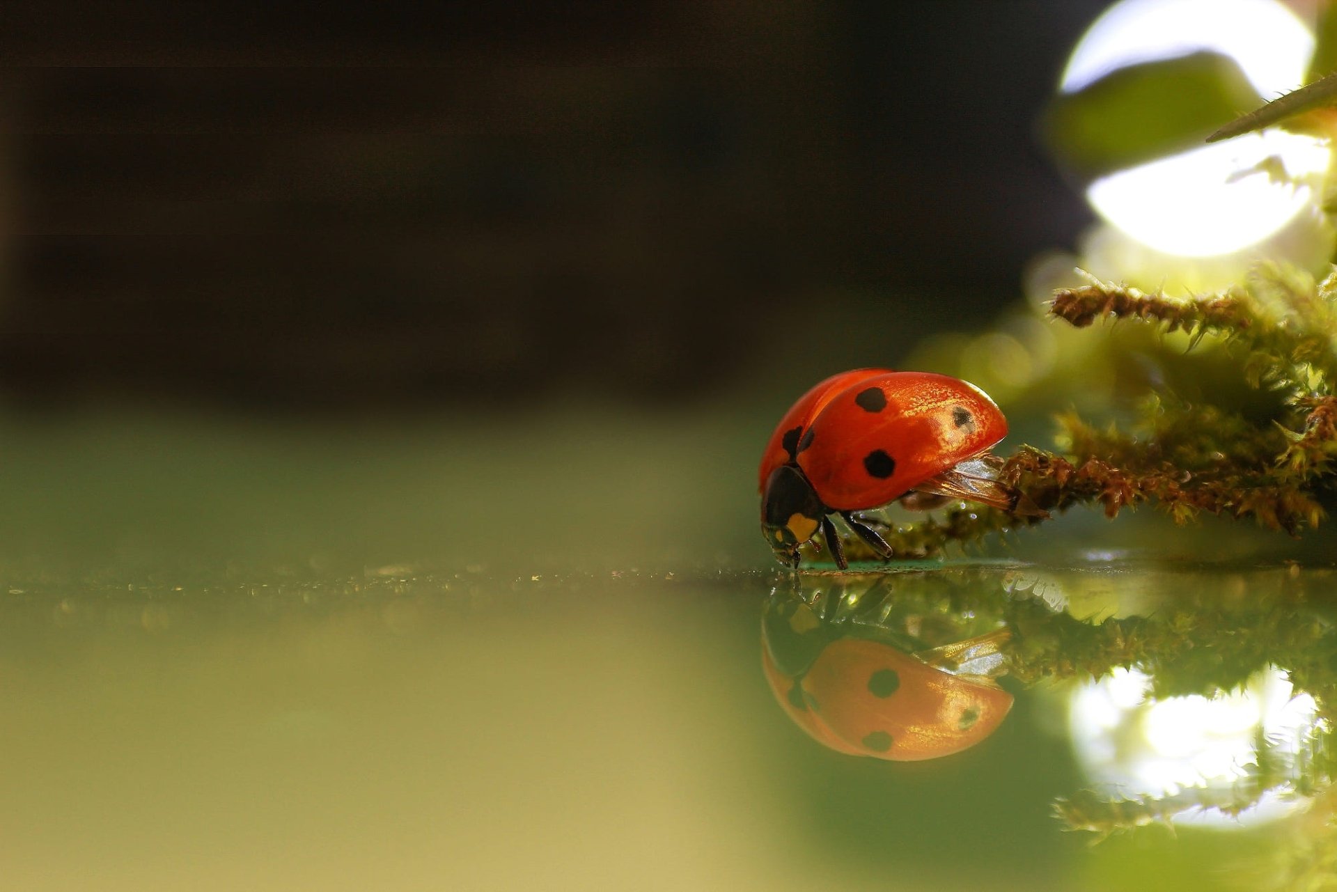 Download Reflection Insect Macro Water Animal Ladybug HD Wallpaper