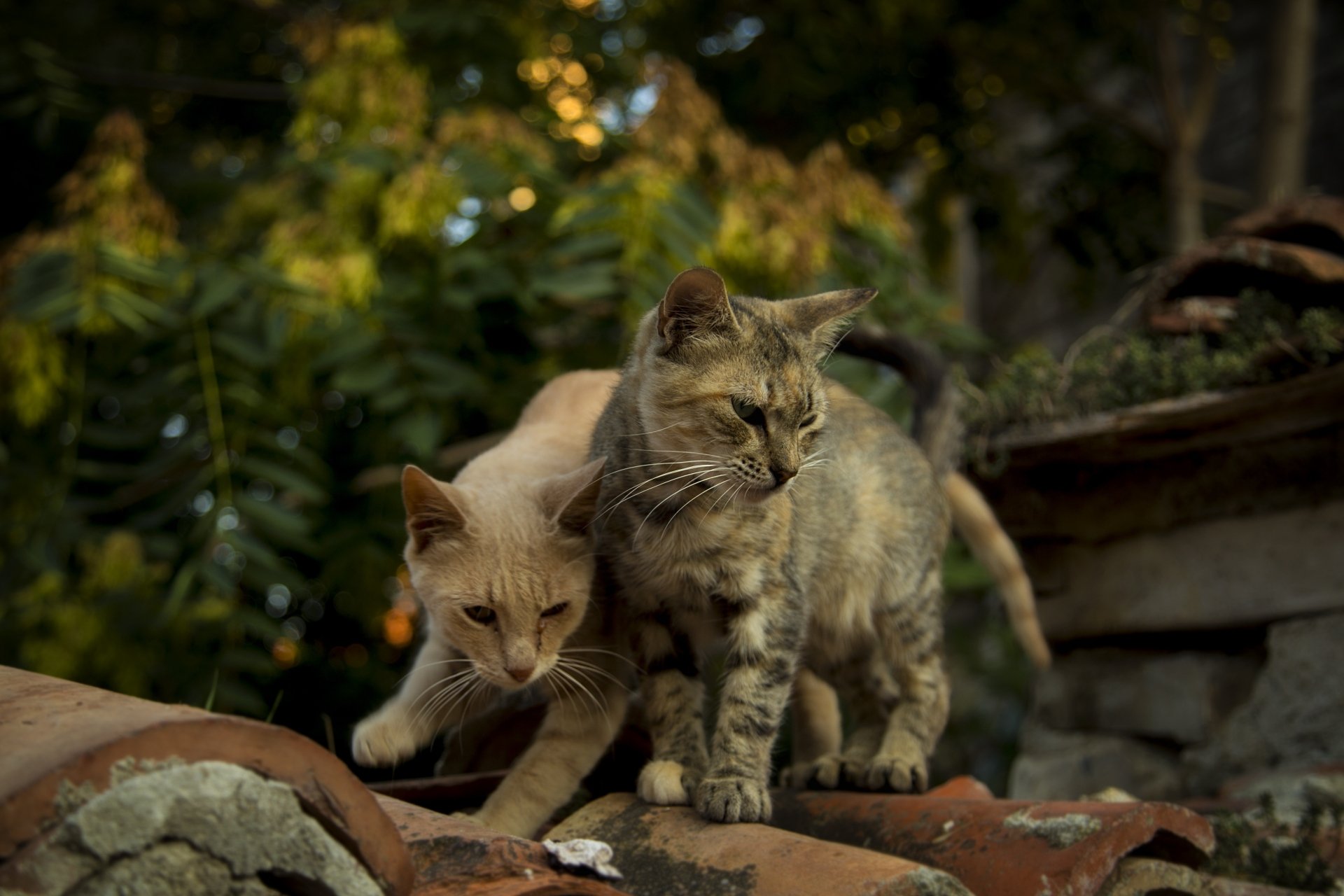 4K Ultra HD: Garden Cats — Stunning Feline Wallpaper | 4581x3054 ...
