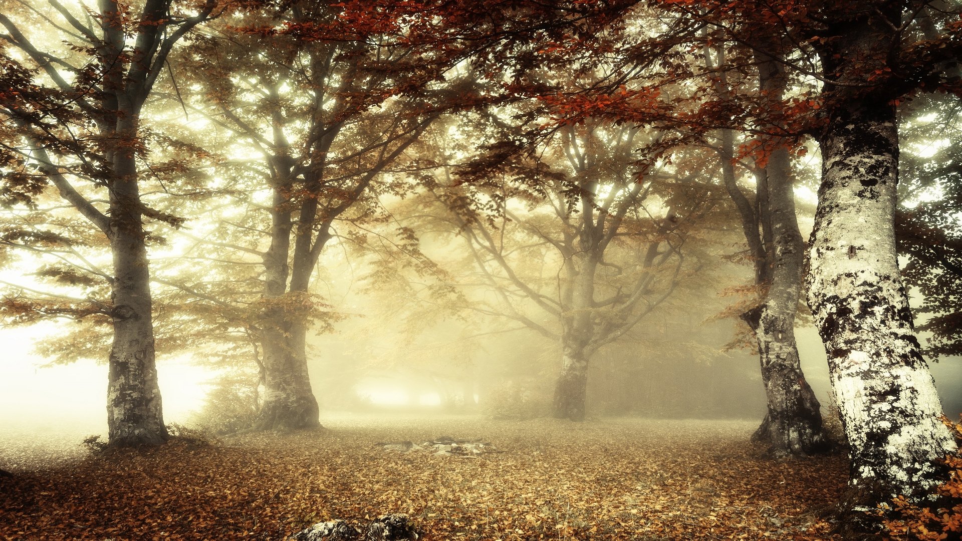 Download Nature Fall Fog 4k Ultra HD Wallpaper