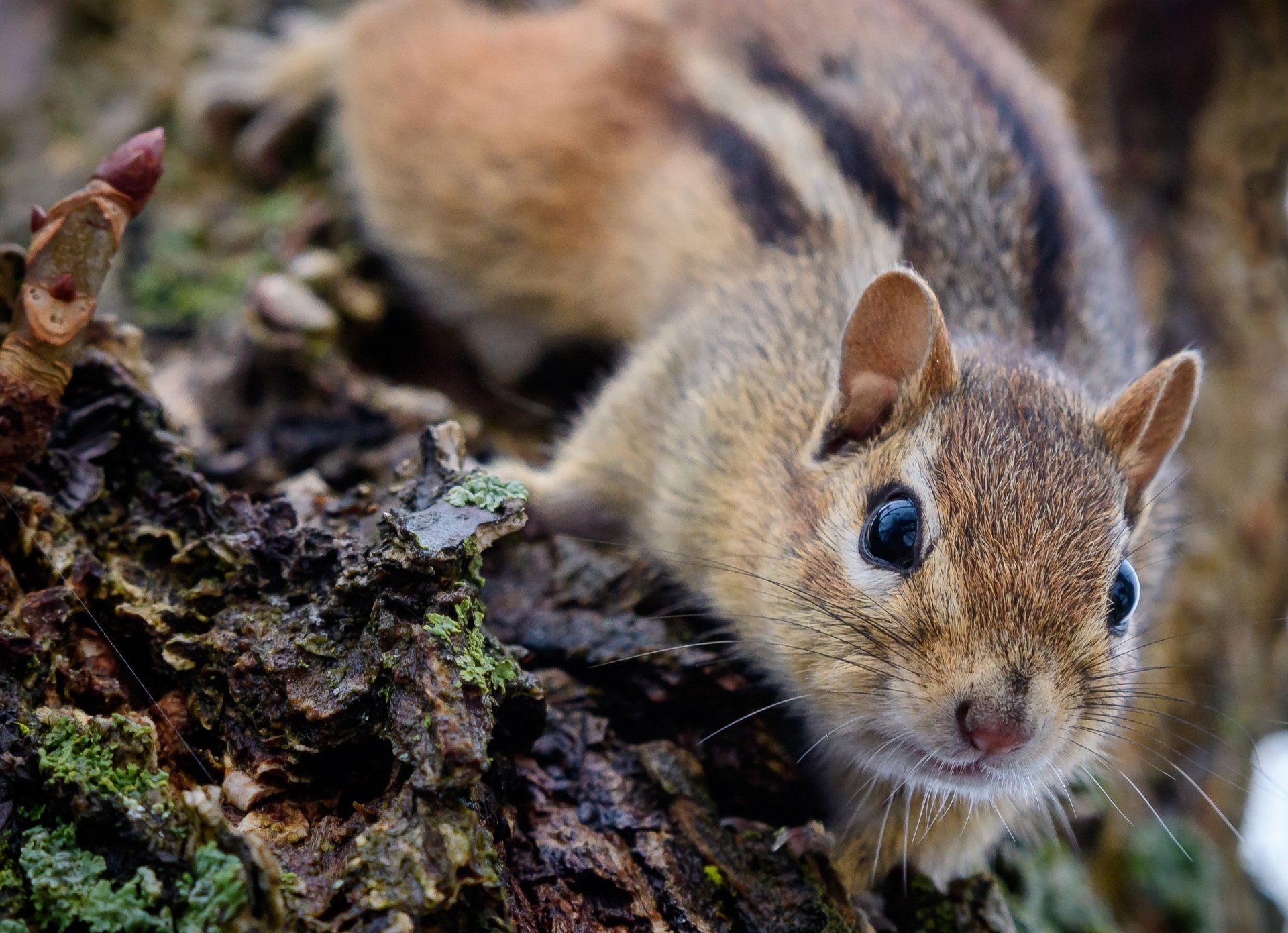 HD Chipmunk Close-Up: Nature’s Charming Rodent Wallpaper