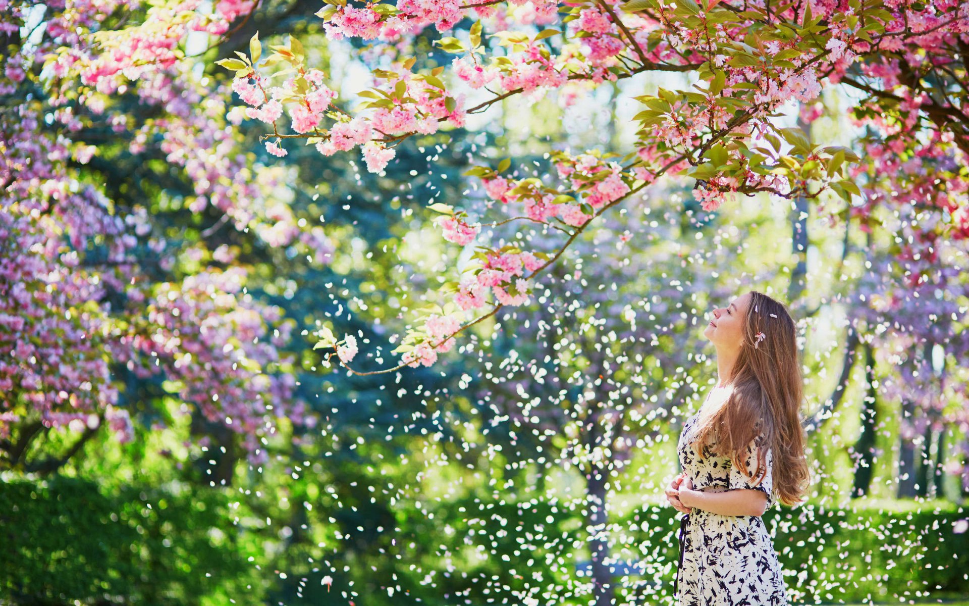Download Profile Petal Sakura Flower Spring Woman Mood HD Wallpaper