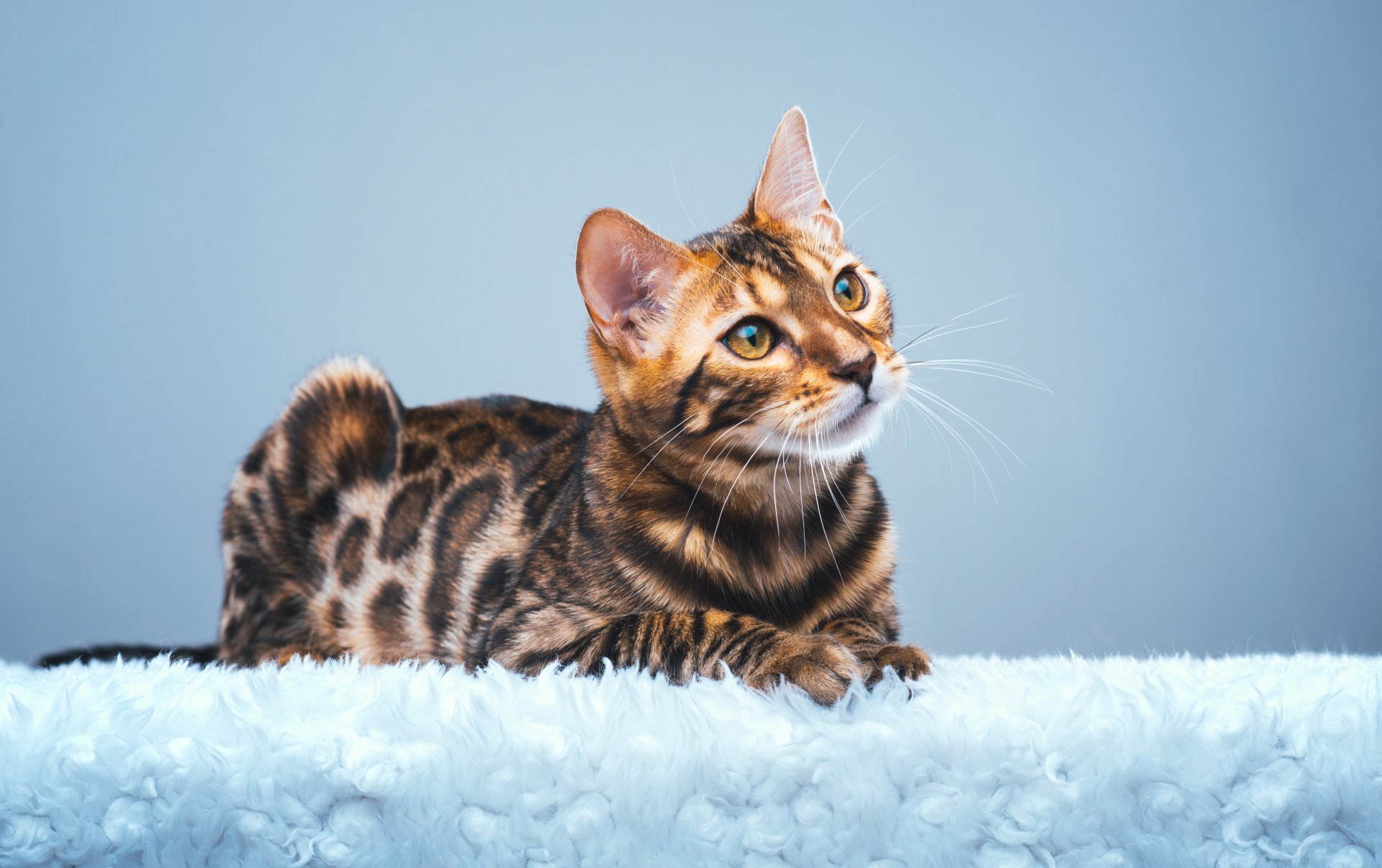 Download Cat Animal Bengal Cat 4k Ultra HD Wallpaper