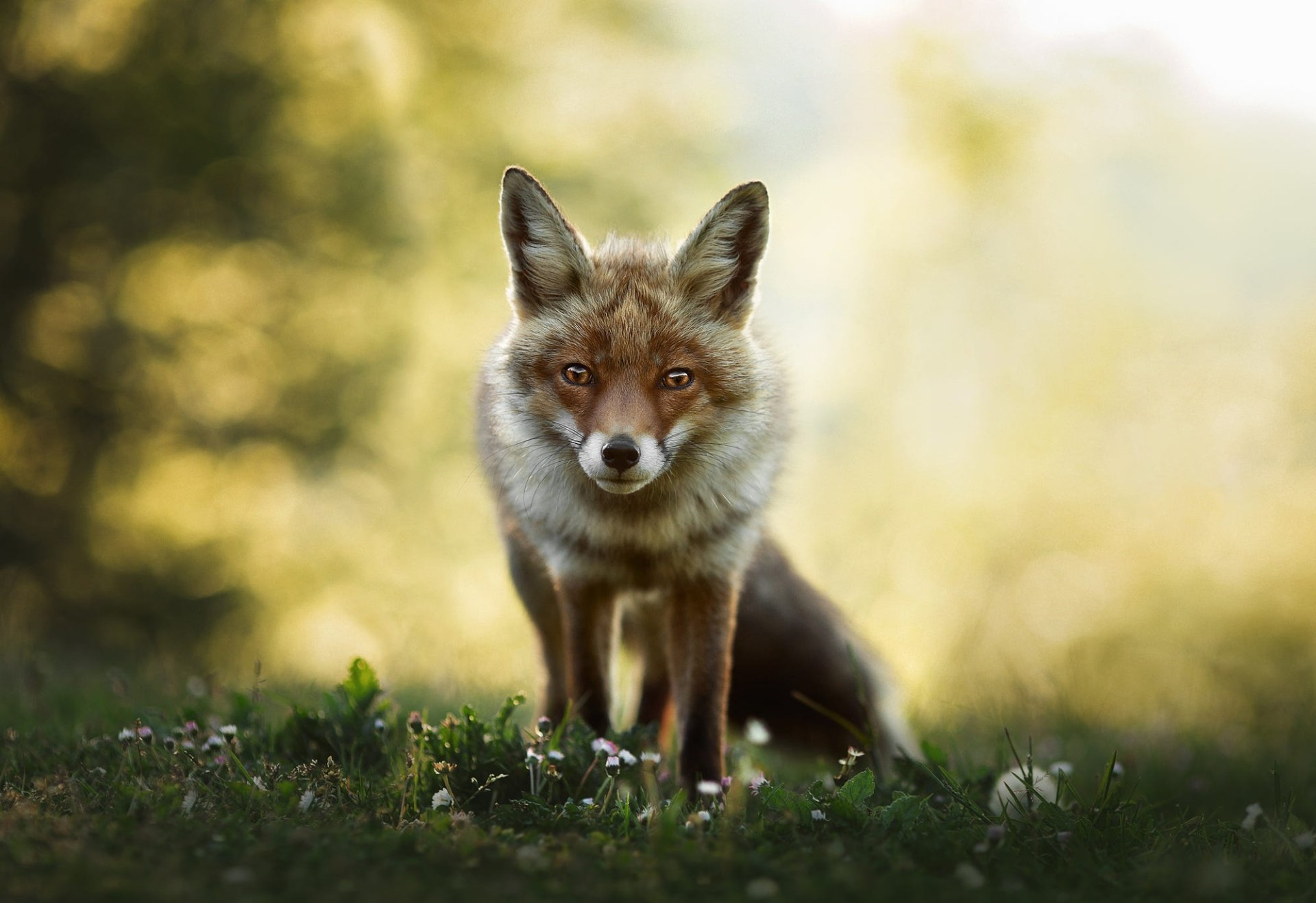 Download Stare Animal Fox HD Wallpaper