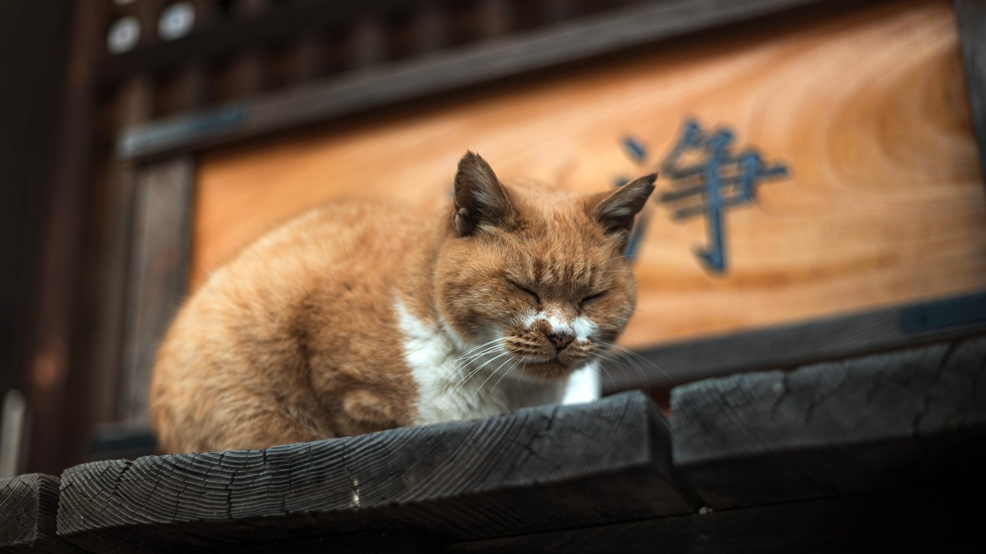 4K Ultra HD Serene Cat Nap: Tranquil Sleeping Feline Wallpaper ...