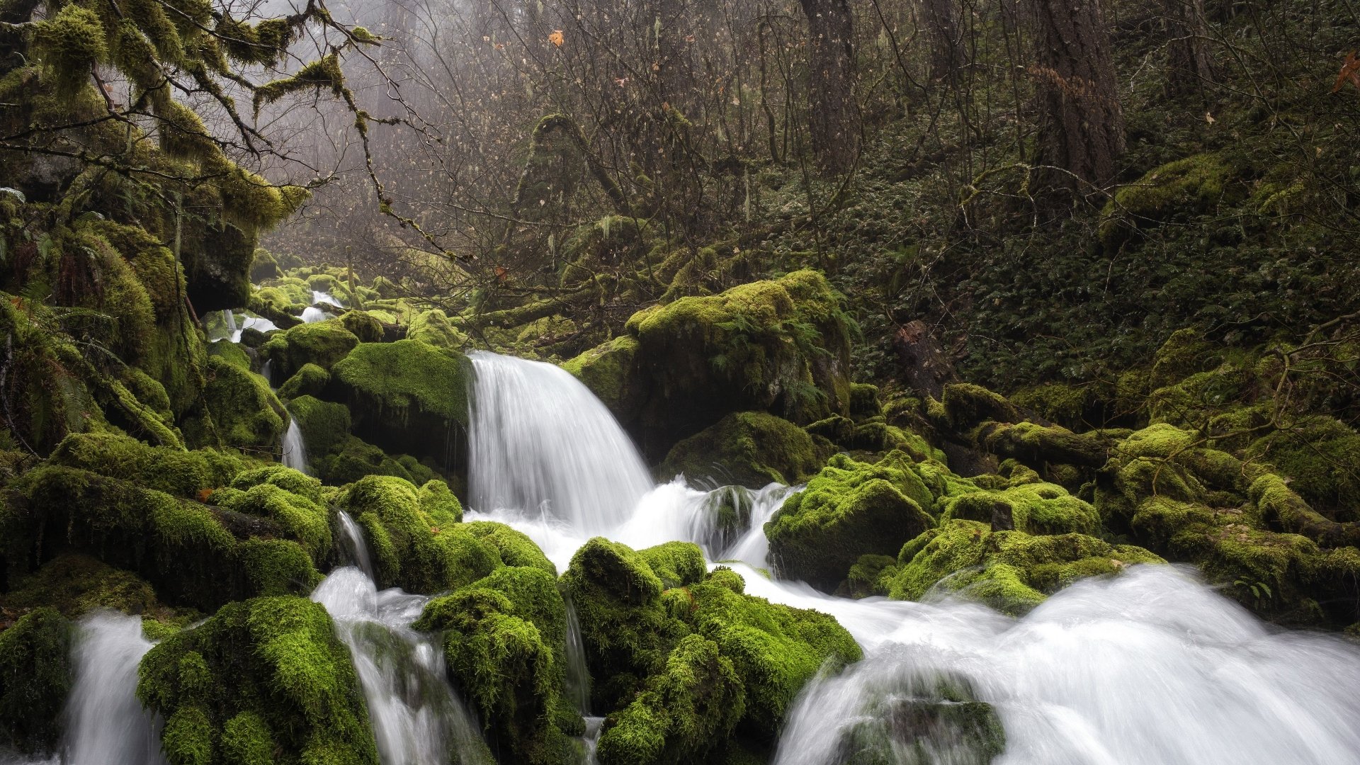 Download Moss Nature Stream 4k Ultra HD Wallpaper