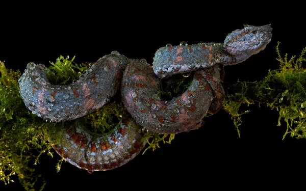 [10+] Viper 4k Wallpapers