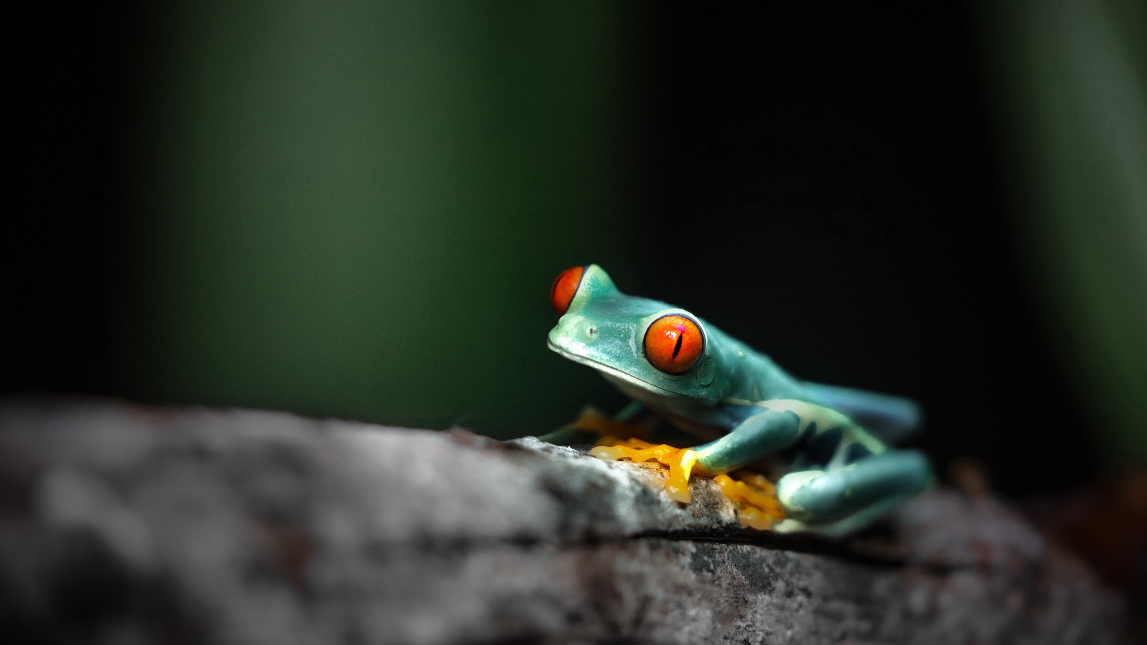 Frog 4k Ultra HD Wallpaper