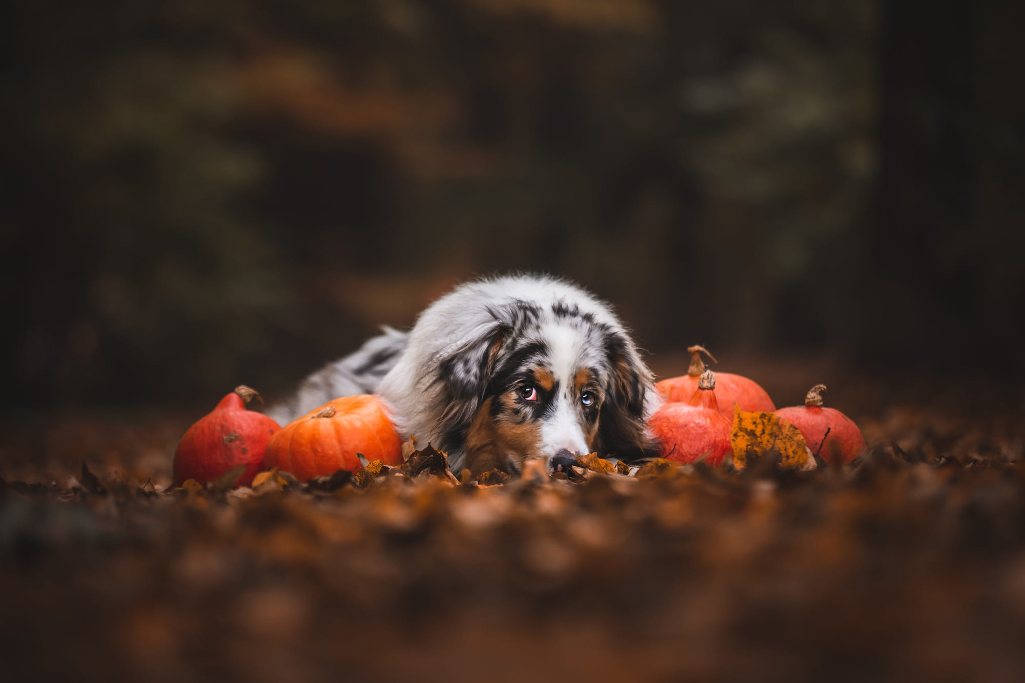 Download Pumpkin Fall Dog Animal Australian Shepherd HD Wallpaper