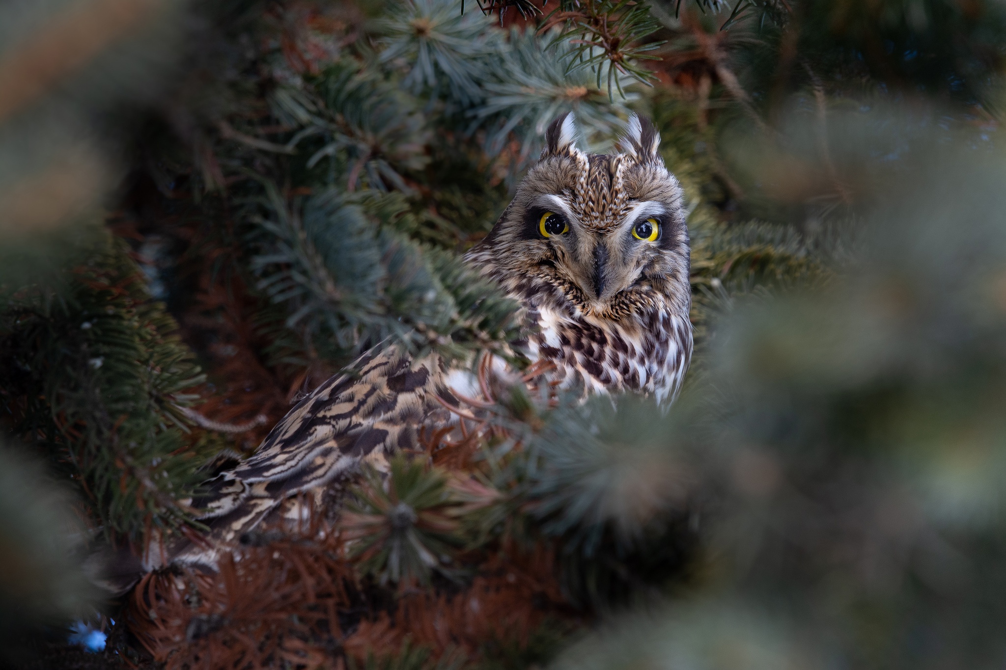 Download Bird Owl Animal Short-eared Owl HD Wallpaper
