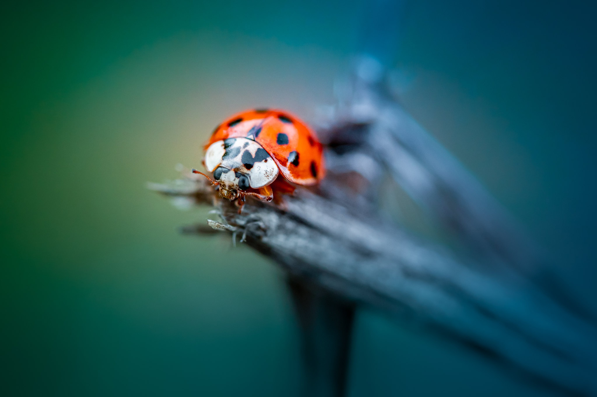 Download Insect Macro Animal Ladybug HD Wallpaper