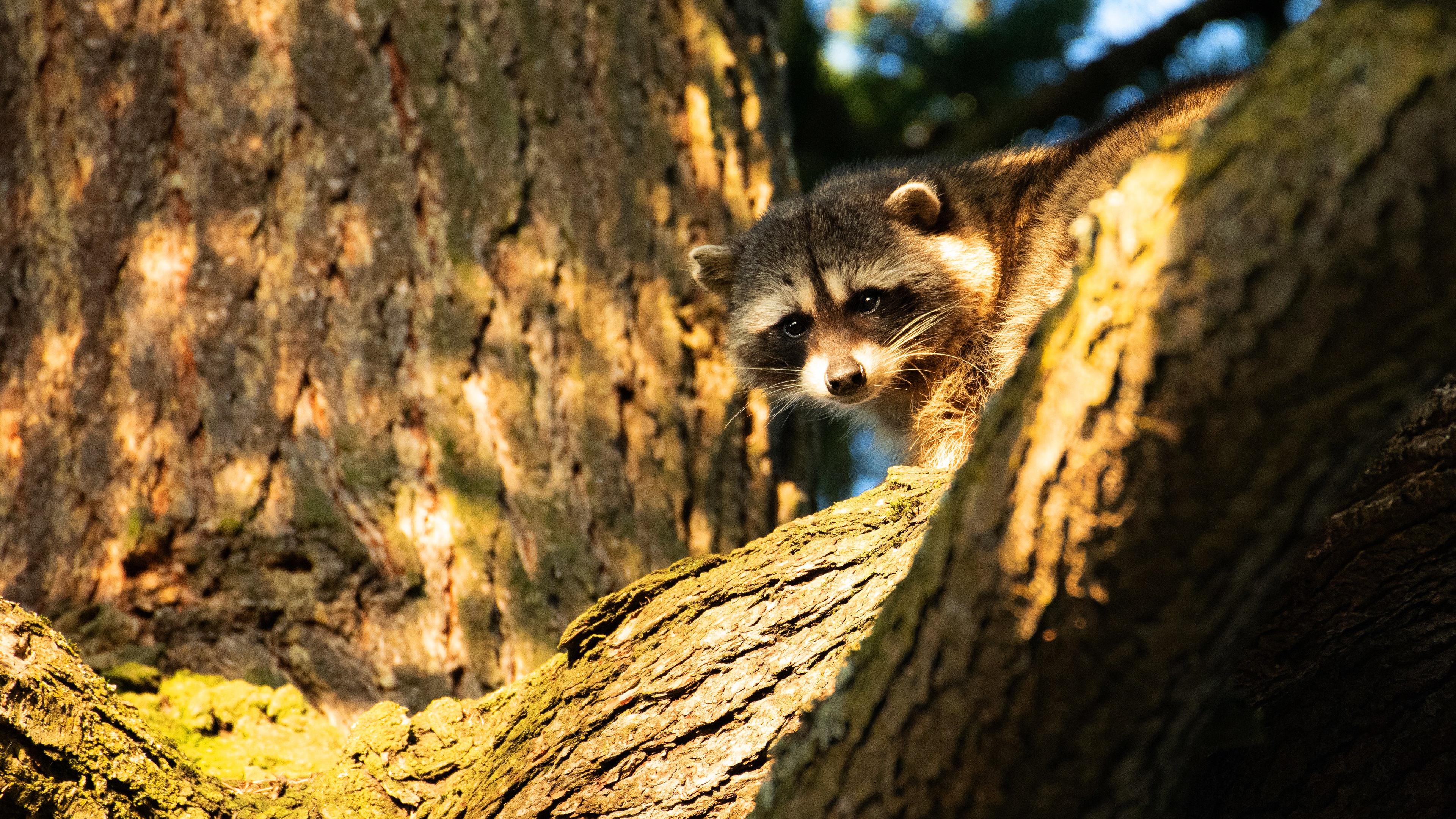 Download Animal Raccoon 4k Ultra HD Wallpaper