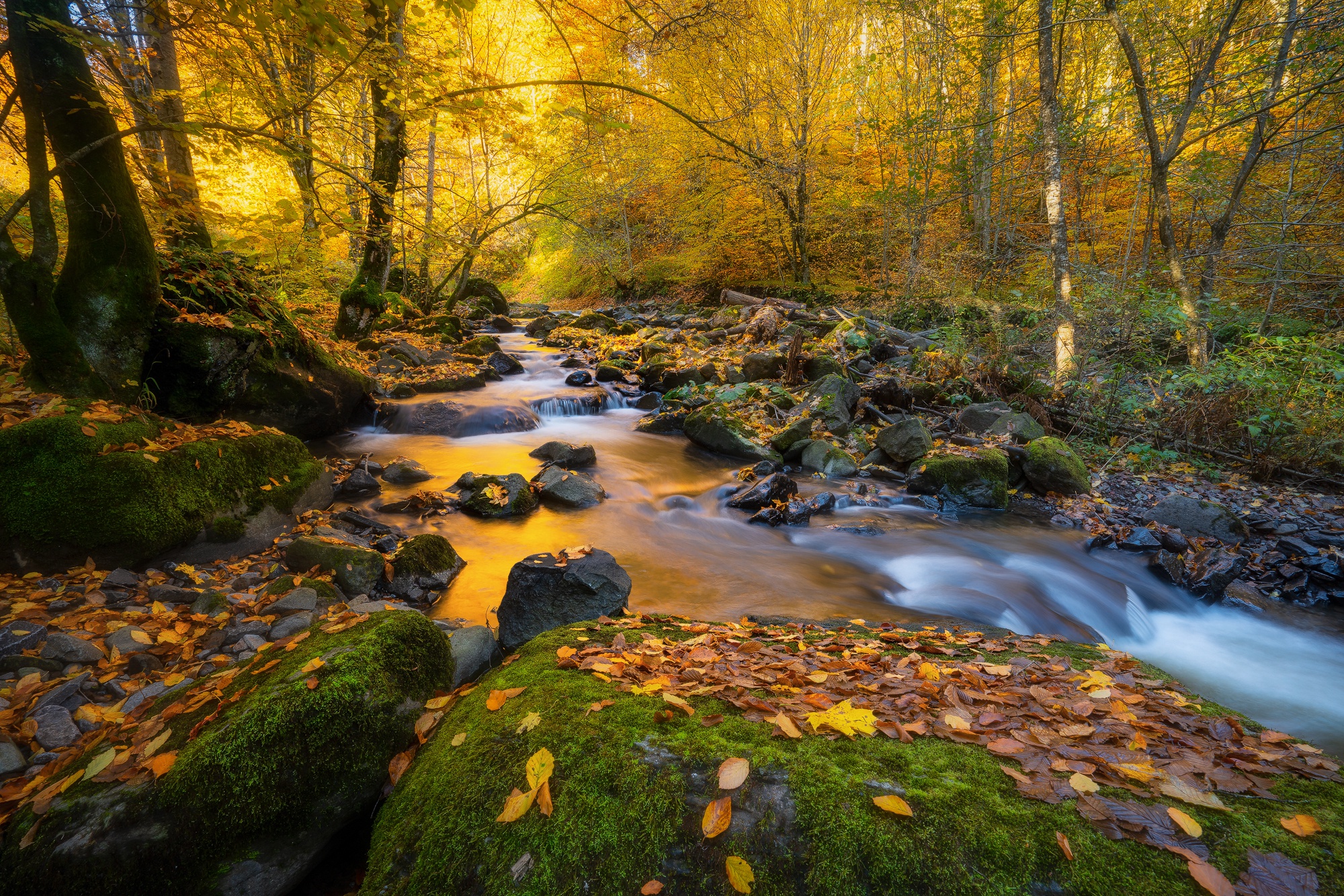 Download Fall Nature Stream HD Wallpaper
