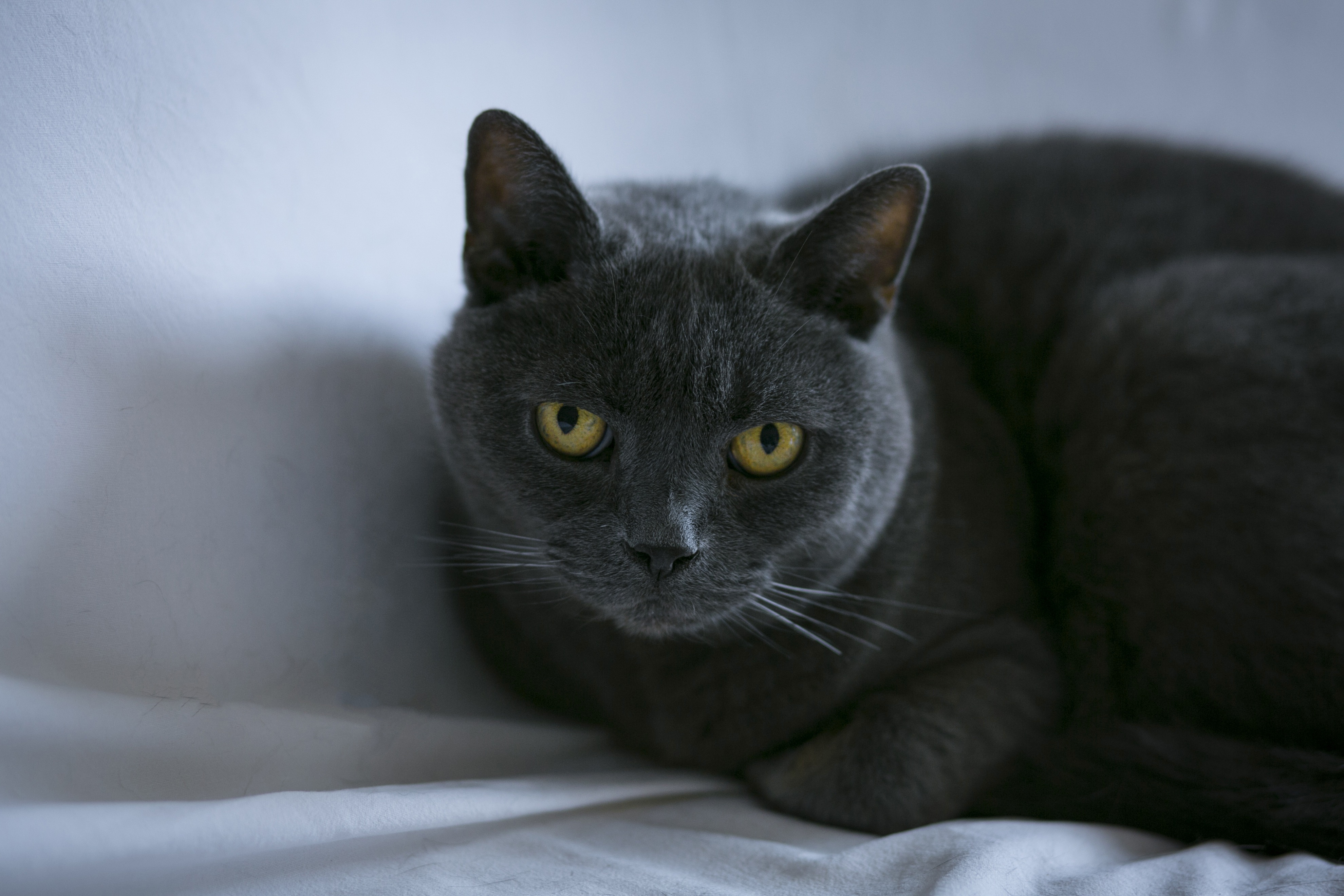 British Shorthair 4k Ultra HD Wallpaper