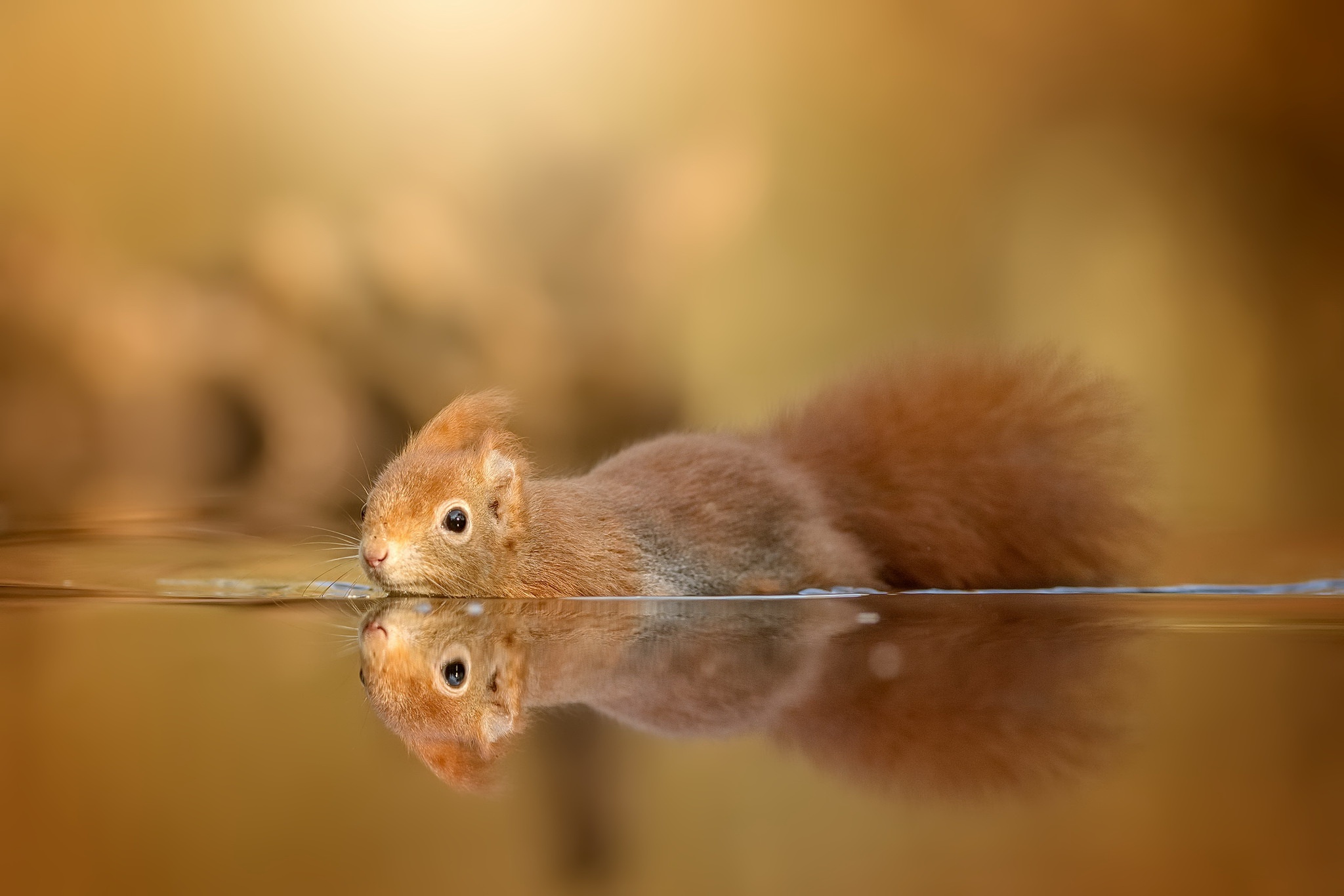 Download Rodent Reflection Animal Squirrel HD Wallpaper
