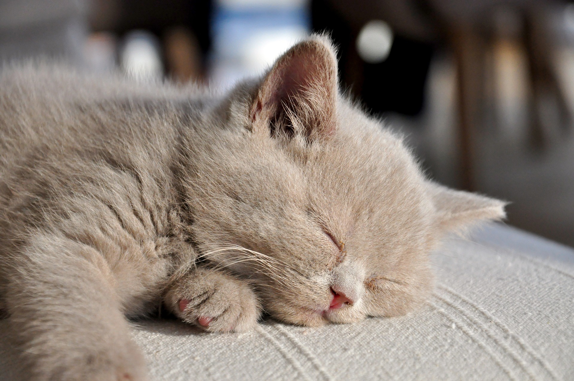 Download Sleeping Animal Cat HD Wallpaper