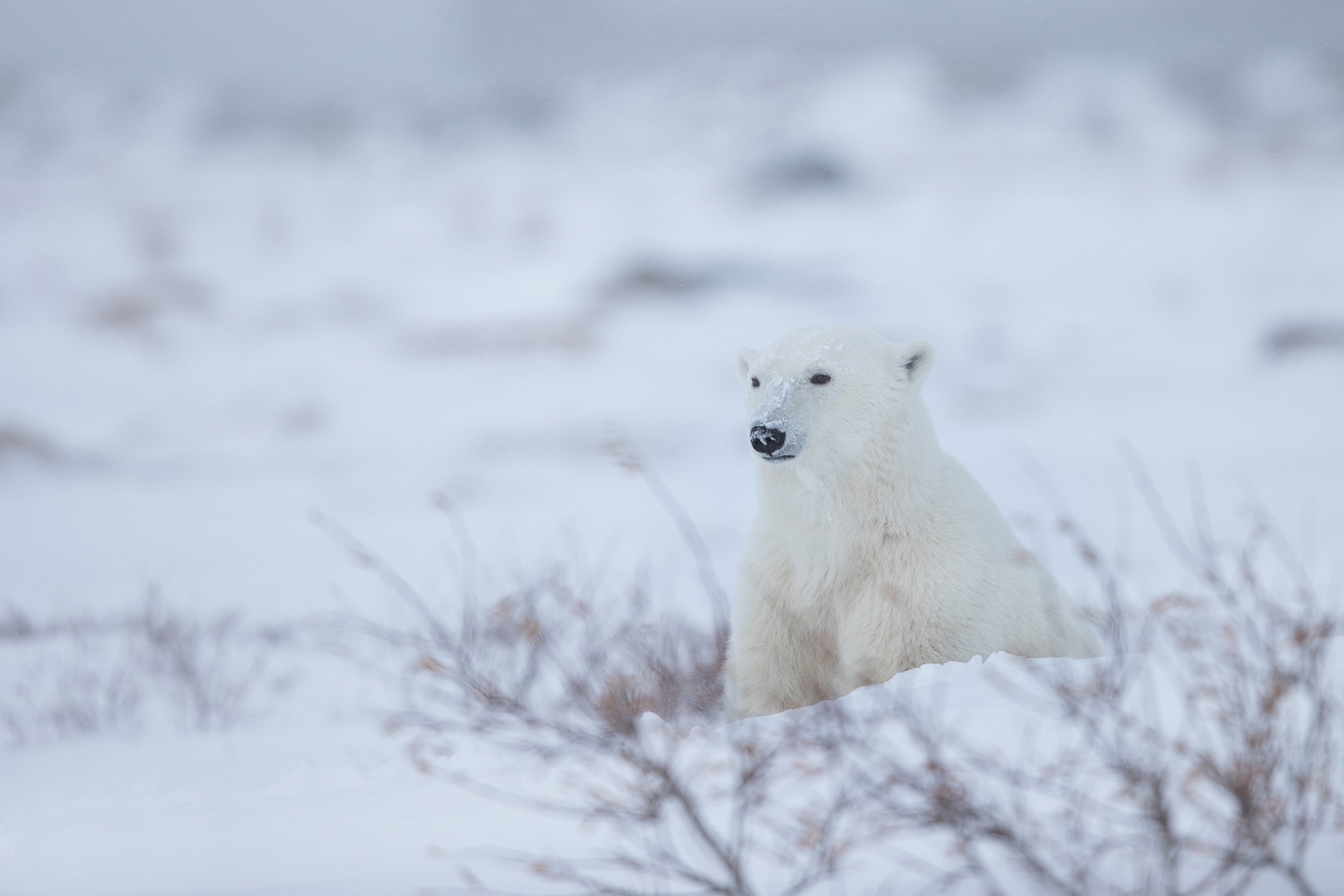 Animal Polar Bear HD Wallpaper