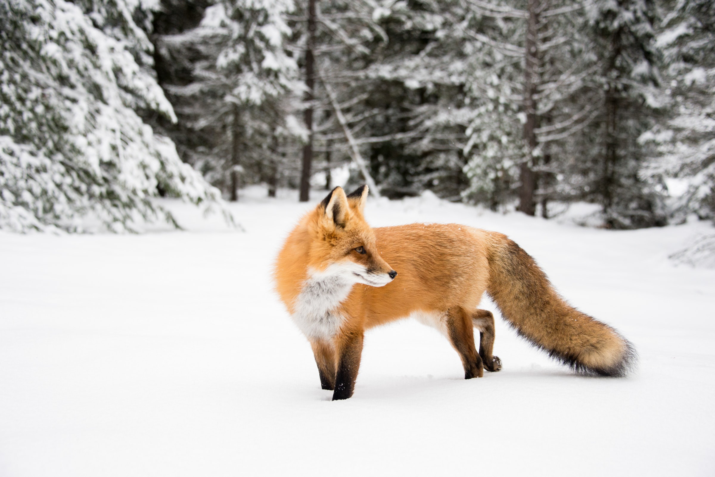 Download Winter Animal Fox HD Wallpaper