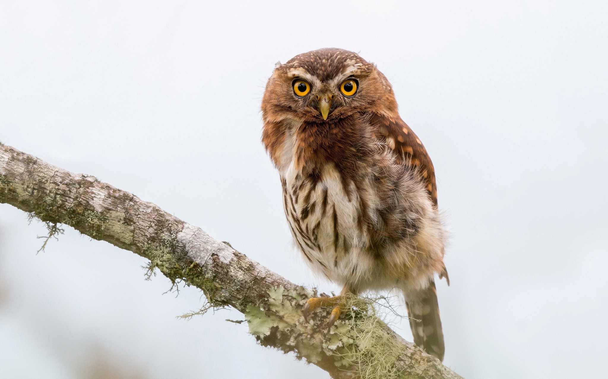 Animal Owl HD Wallpaper