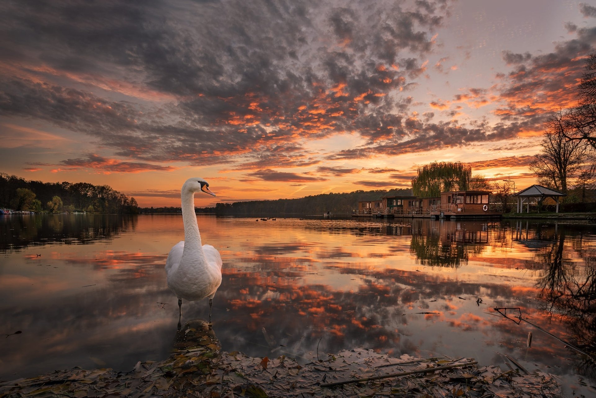 Download Sunset Bird Swan Animal Mute Swan HD Wallpaper