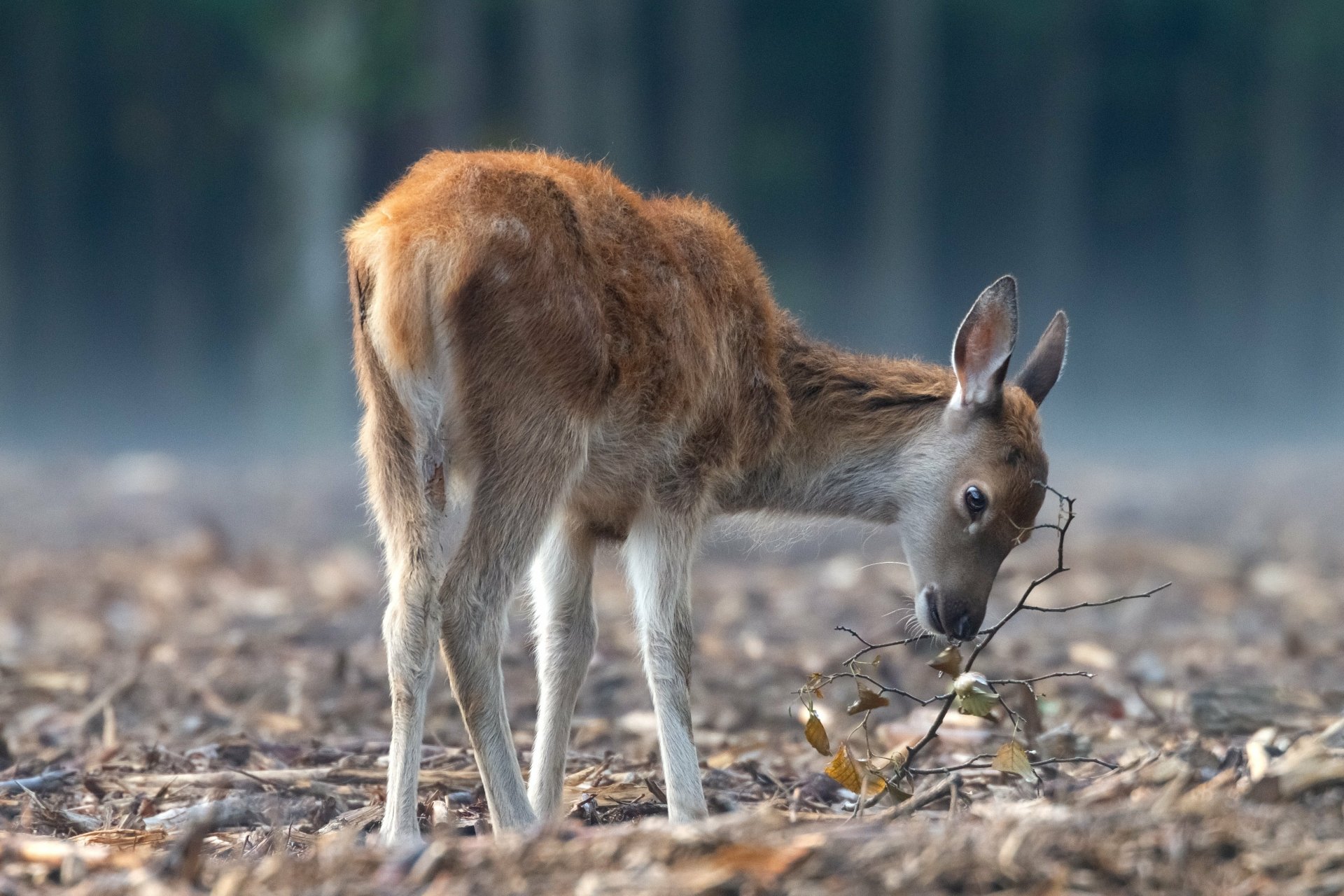 Download Animal Deer 4k Ultra HD Wallpaper by pocsaiistvan | 4485x2990 ...