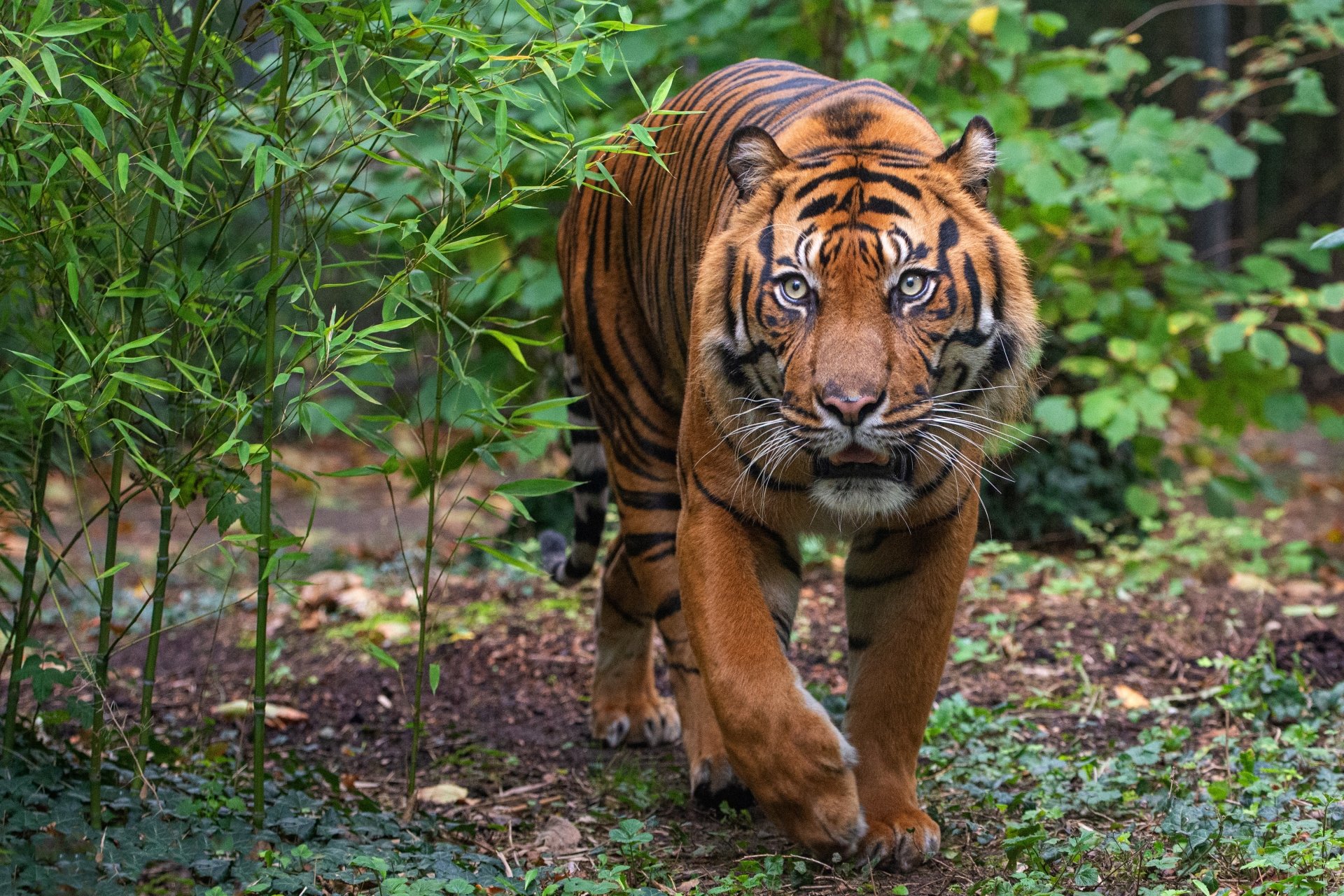 Download Animal Tiger 4k Ultra HD Wallpaper | 4824x3216 | Wallpaper Abyss
